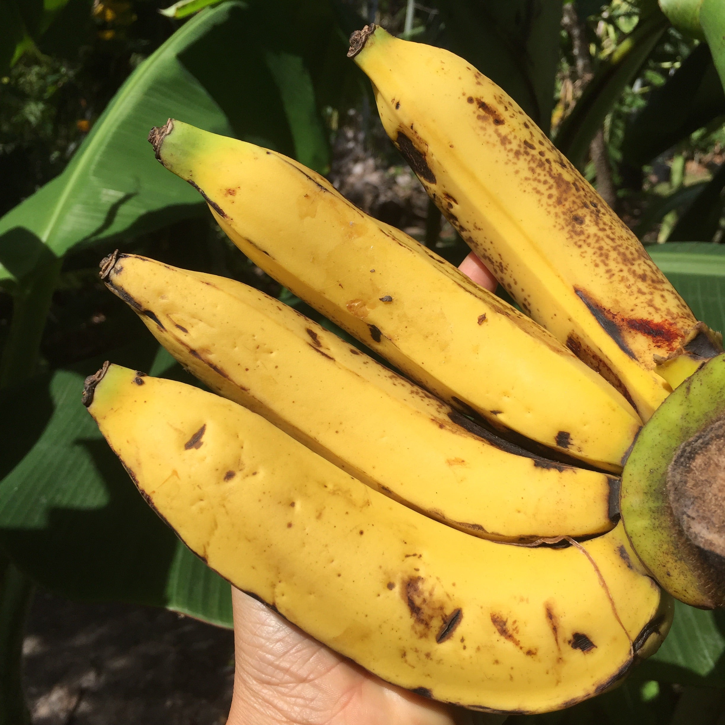 Gros Michel Banana (Big Mike) – Miami Fruit