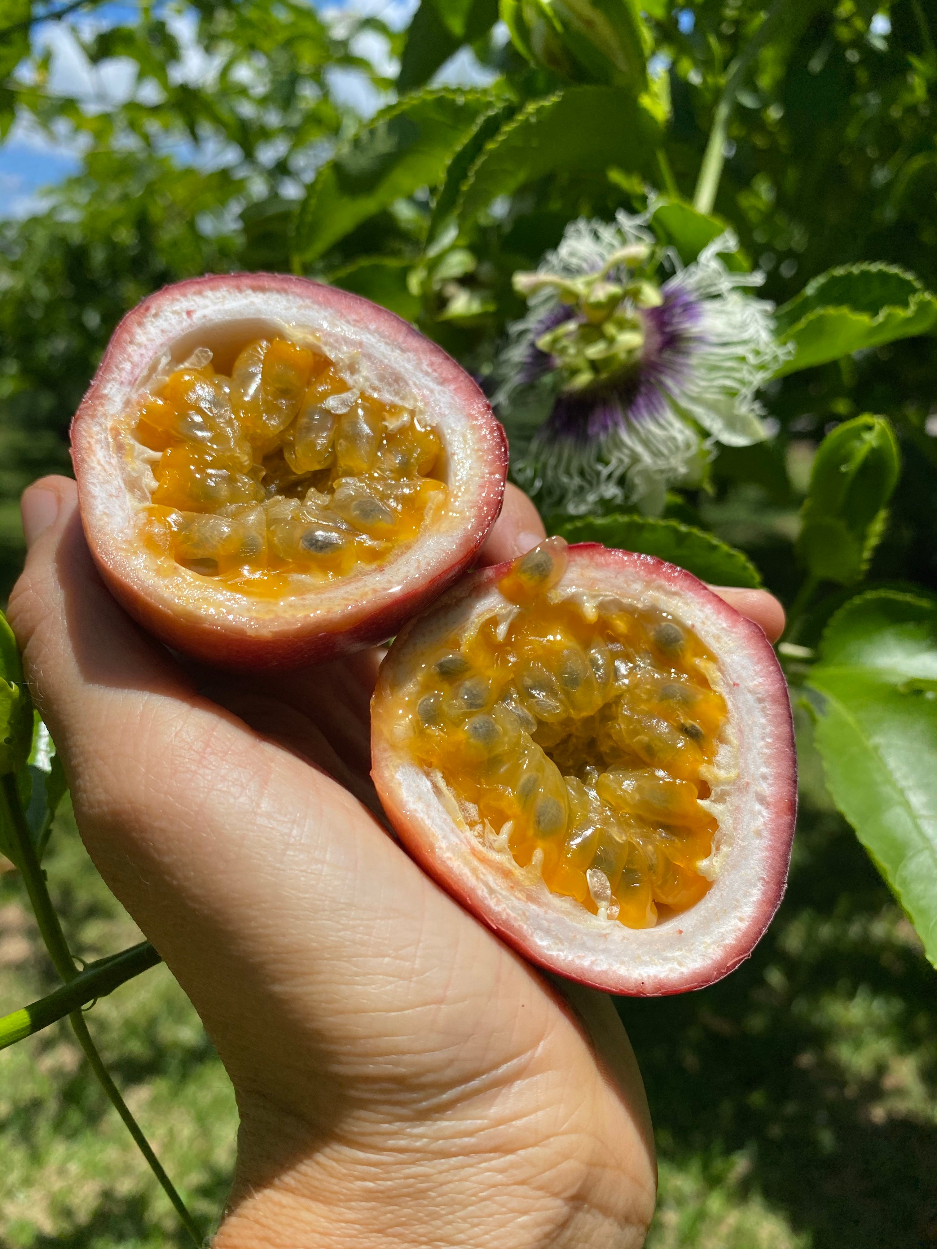 Purple/Pink Passionfruit (Lilikoi) – Miami Fruit