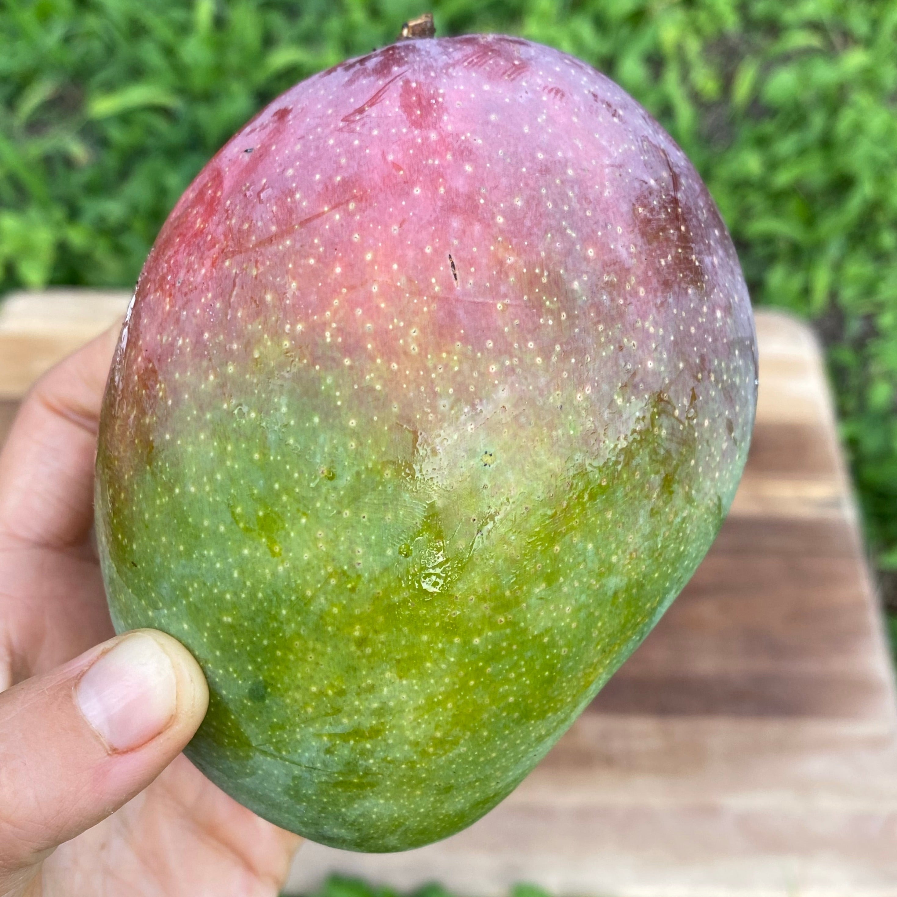 Fruit Punch Mango *Pre-Order* – Miami Fruit