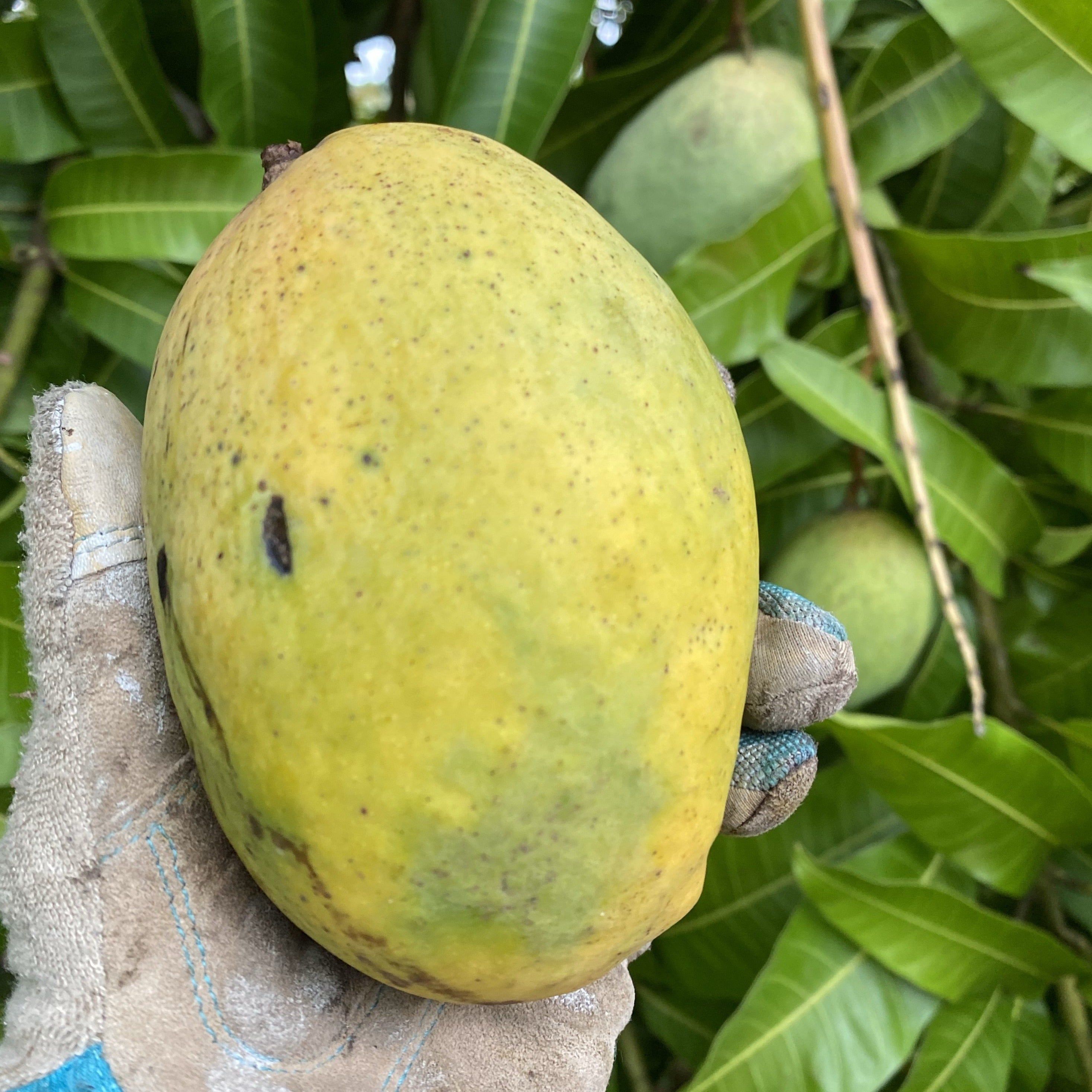 Coconut Cream Mango *Pre-Order* – Miami Fruit