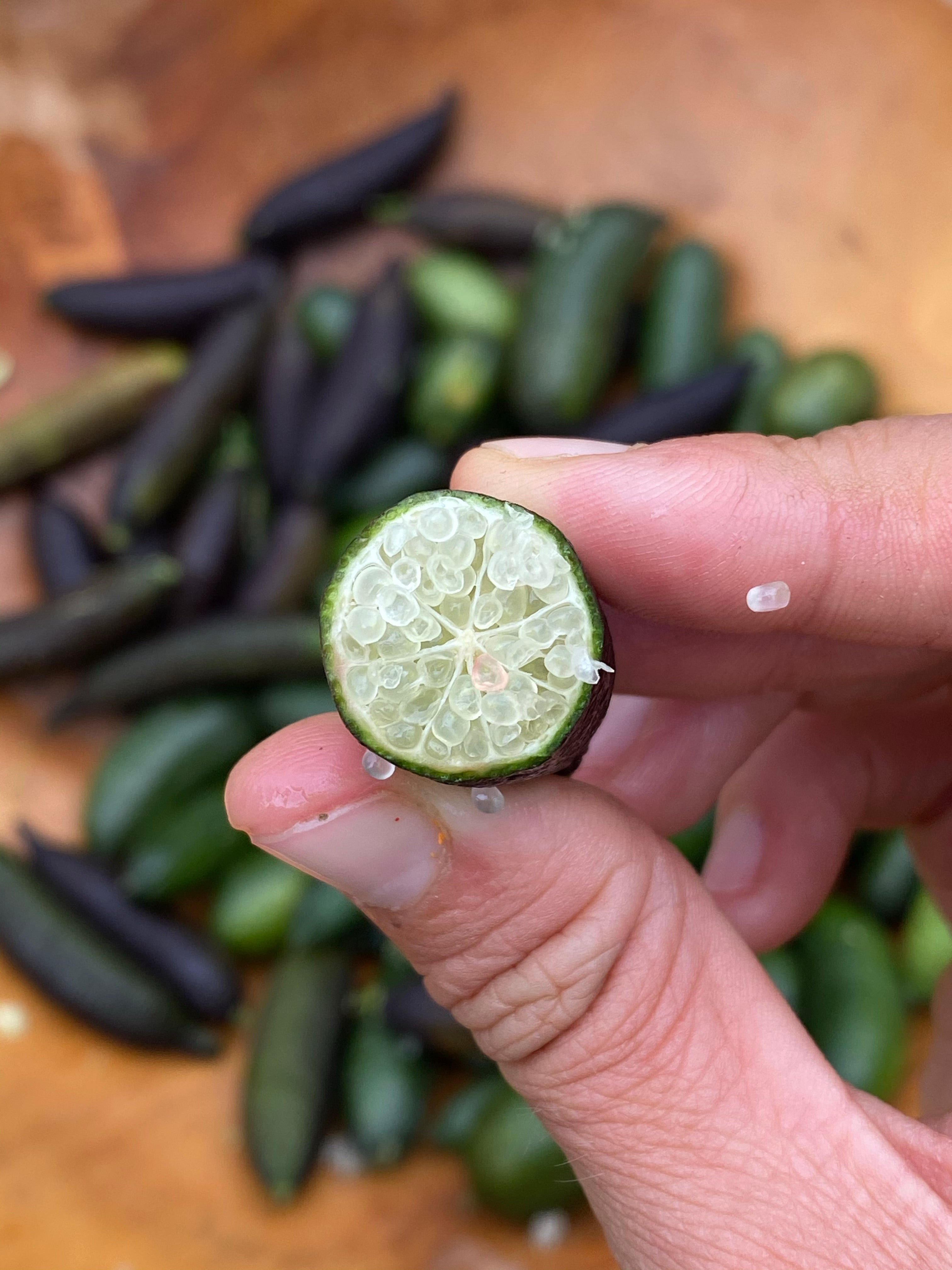 Caviar Lime (Finger Lime) – Miami Fruit