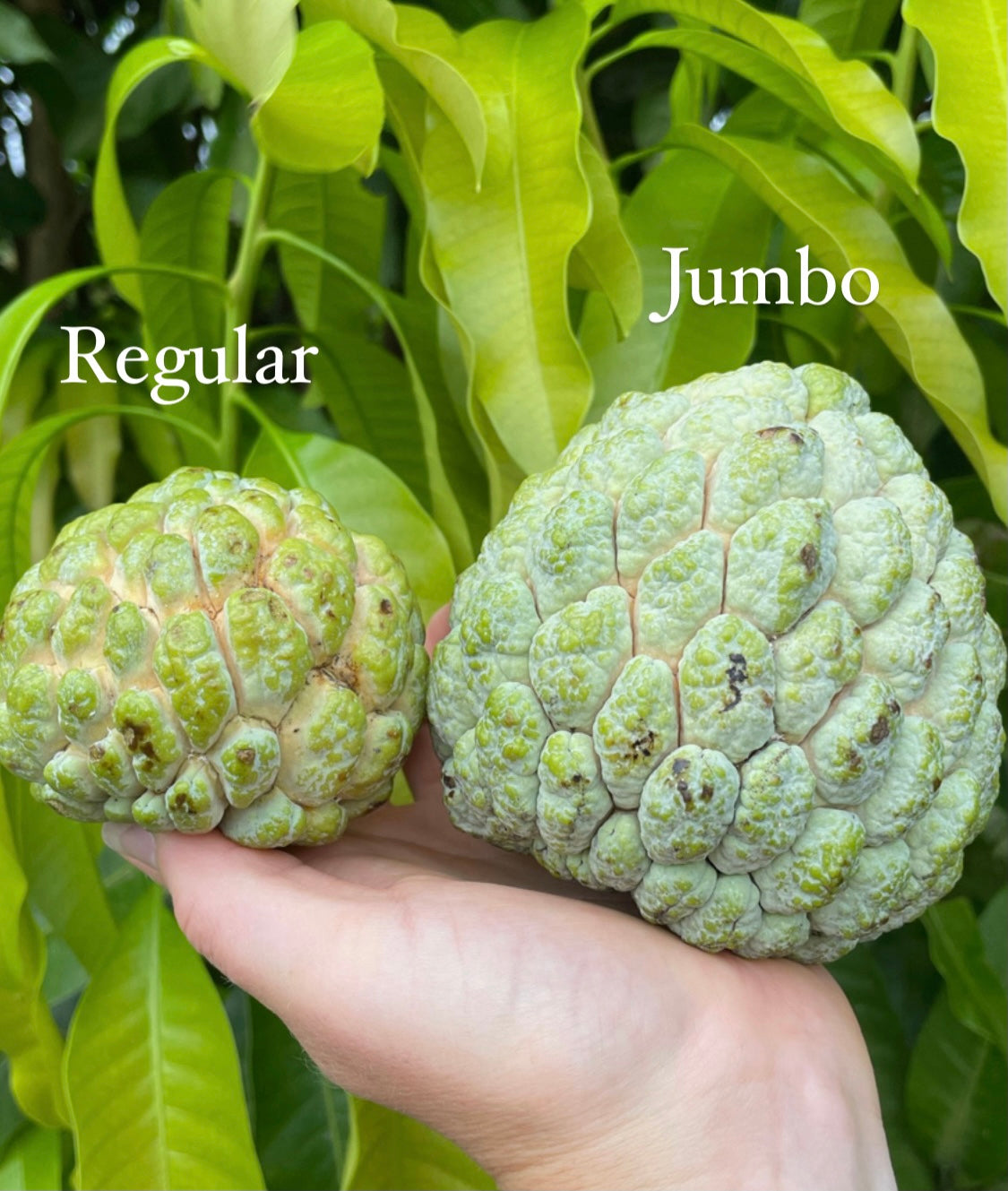 Sugar Apple (Sweetsop) *Pre-Order* – Miami Fruit