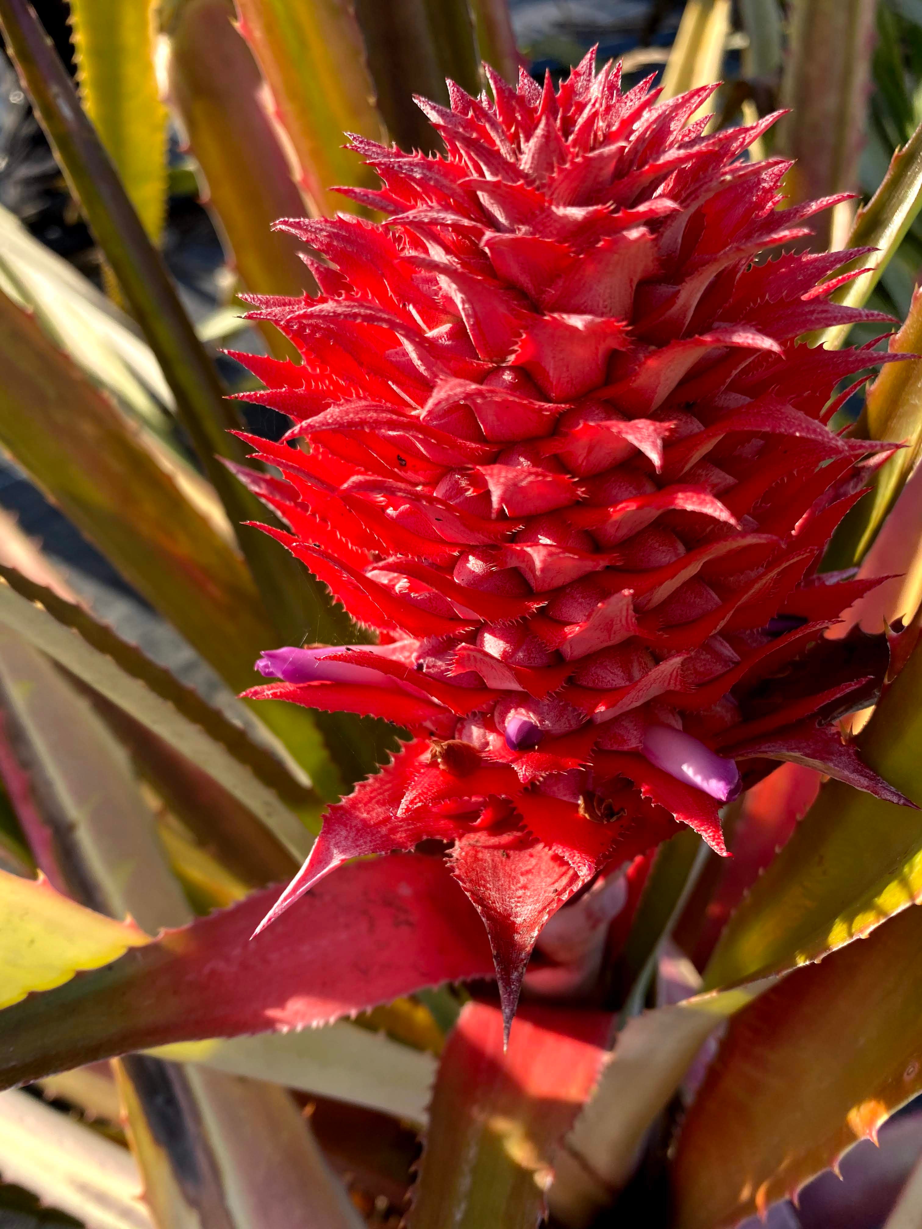 Red Pineapple Plant – Miami Fruit