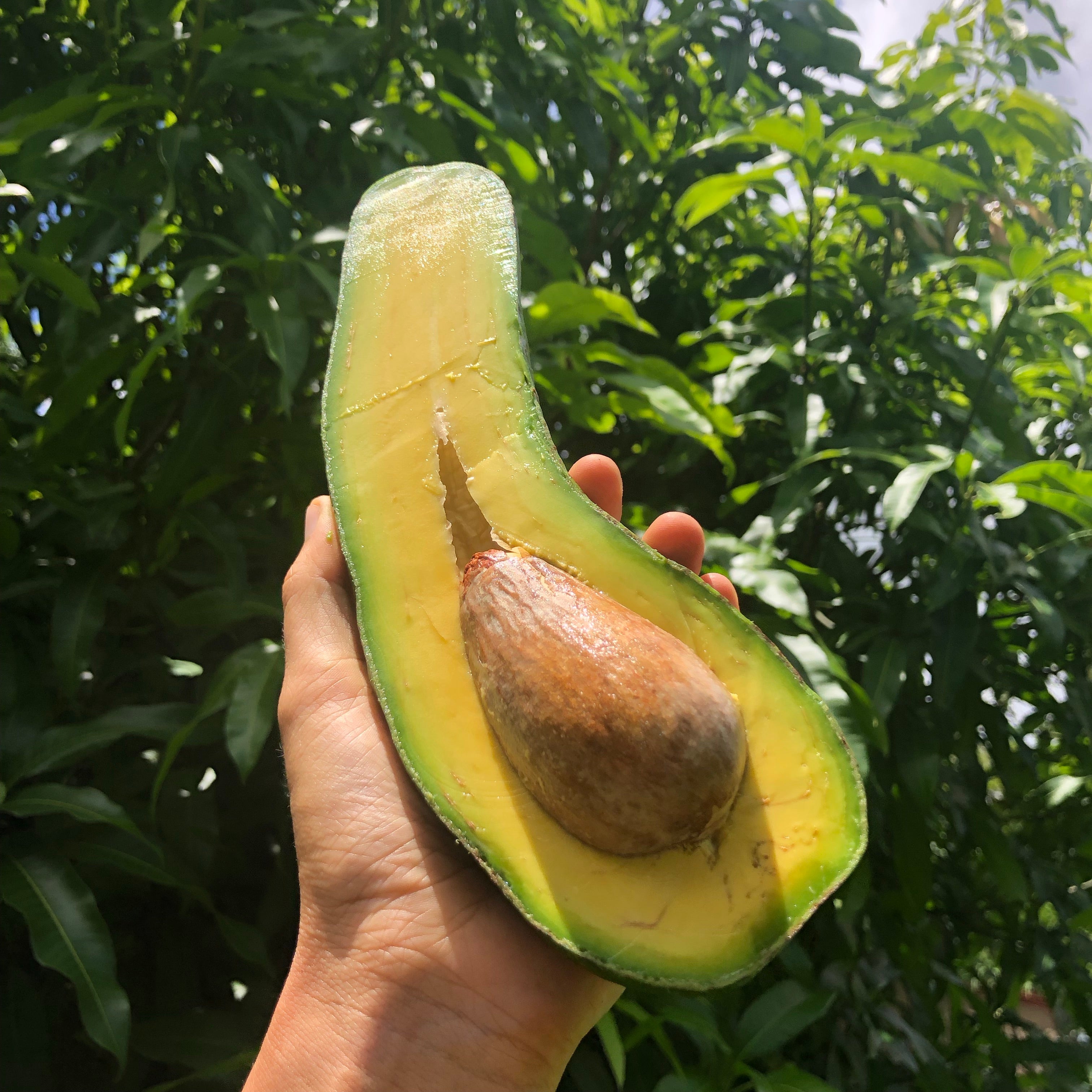 Avocado - Buy Rare Avocados online from Miami Fruit