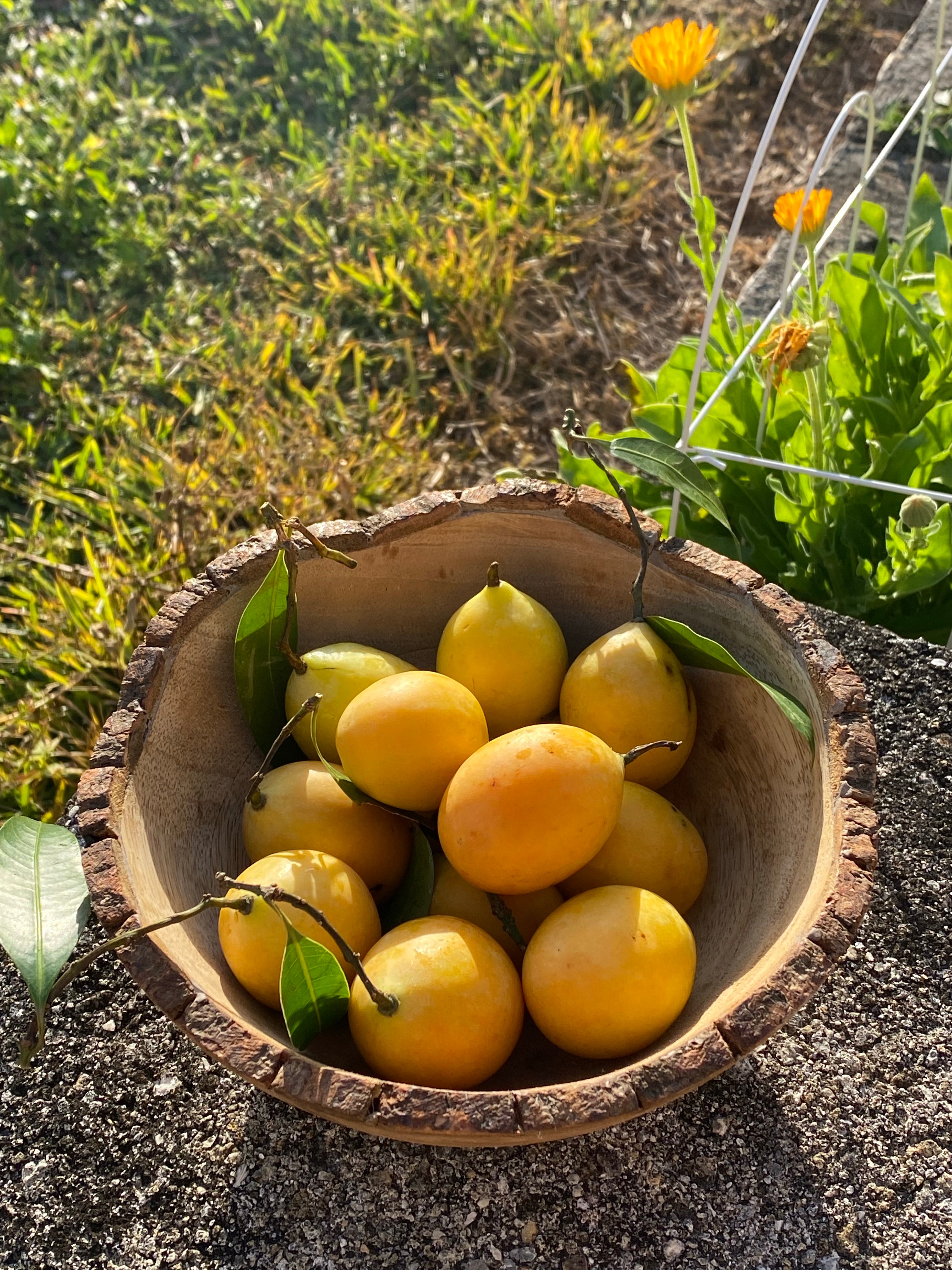 Maprang - Buy fresh mango plum online from Miami Fruit