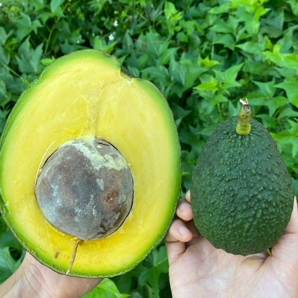 Marcus Pumpkin Avocado – Miami Fruit