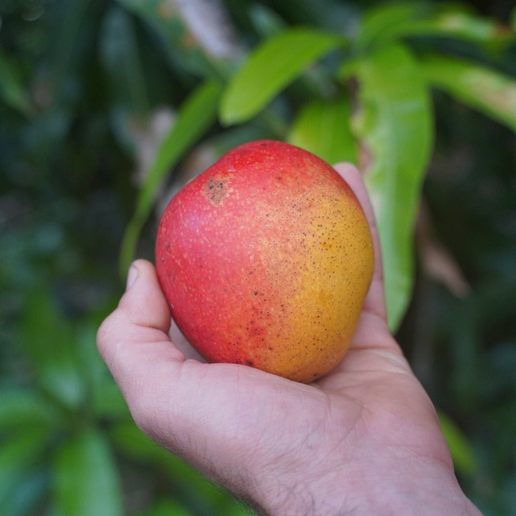 Mango - Buy Mango online from Miami Fruit