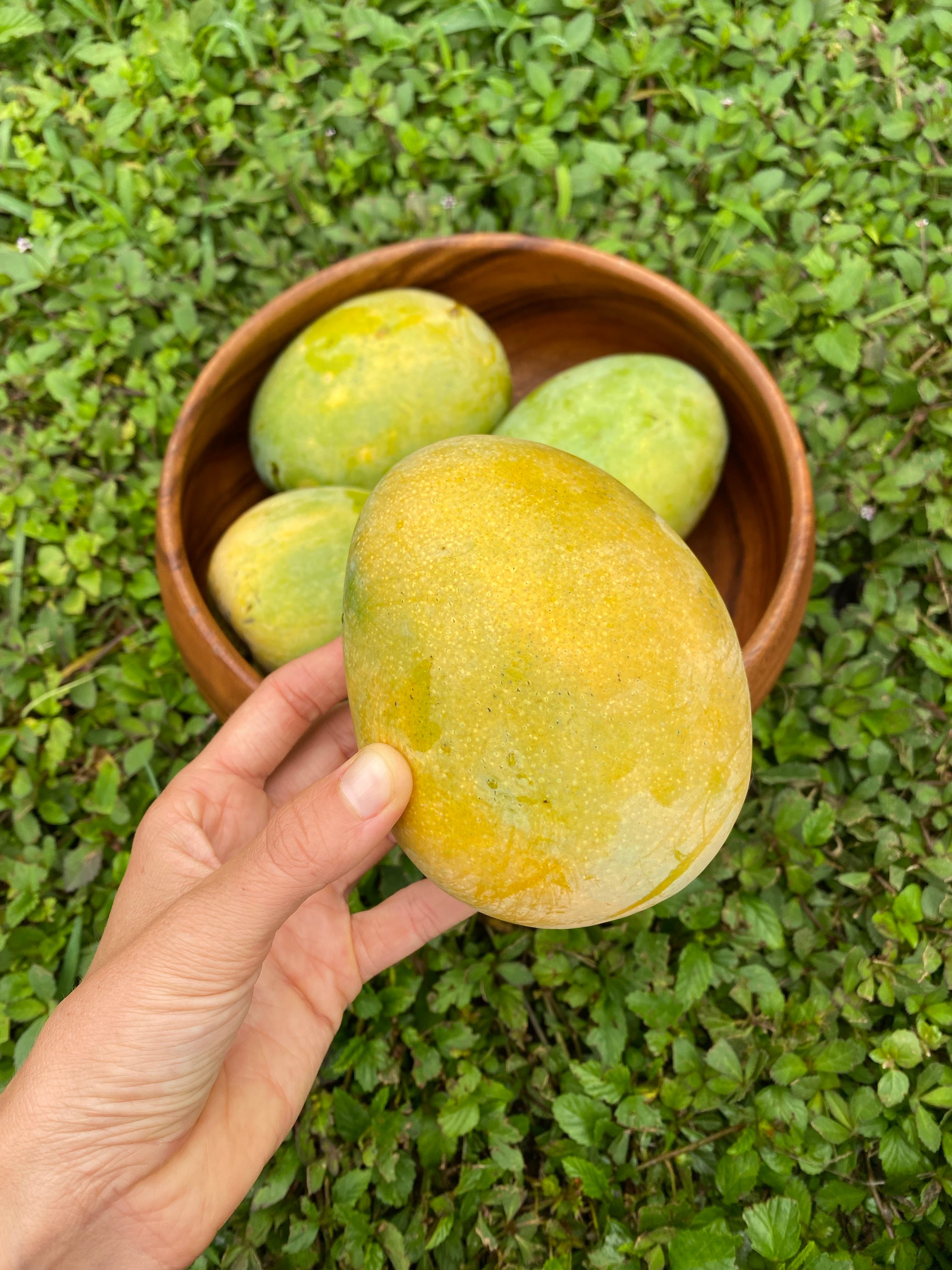 Kathy (K3) Mango *Pre-Order* – Miami Fruit