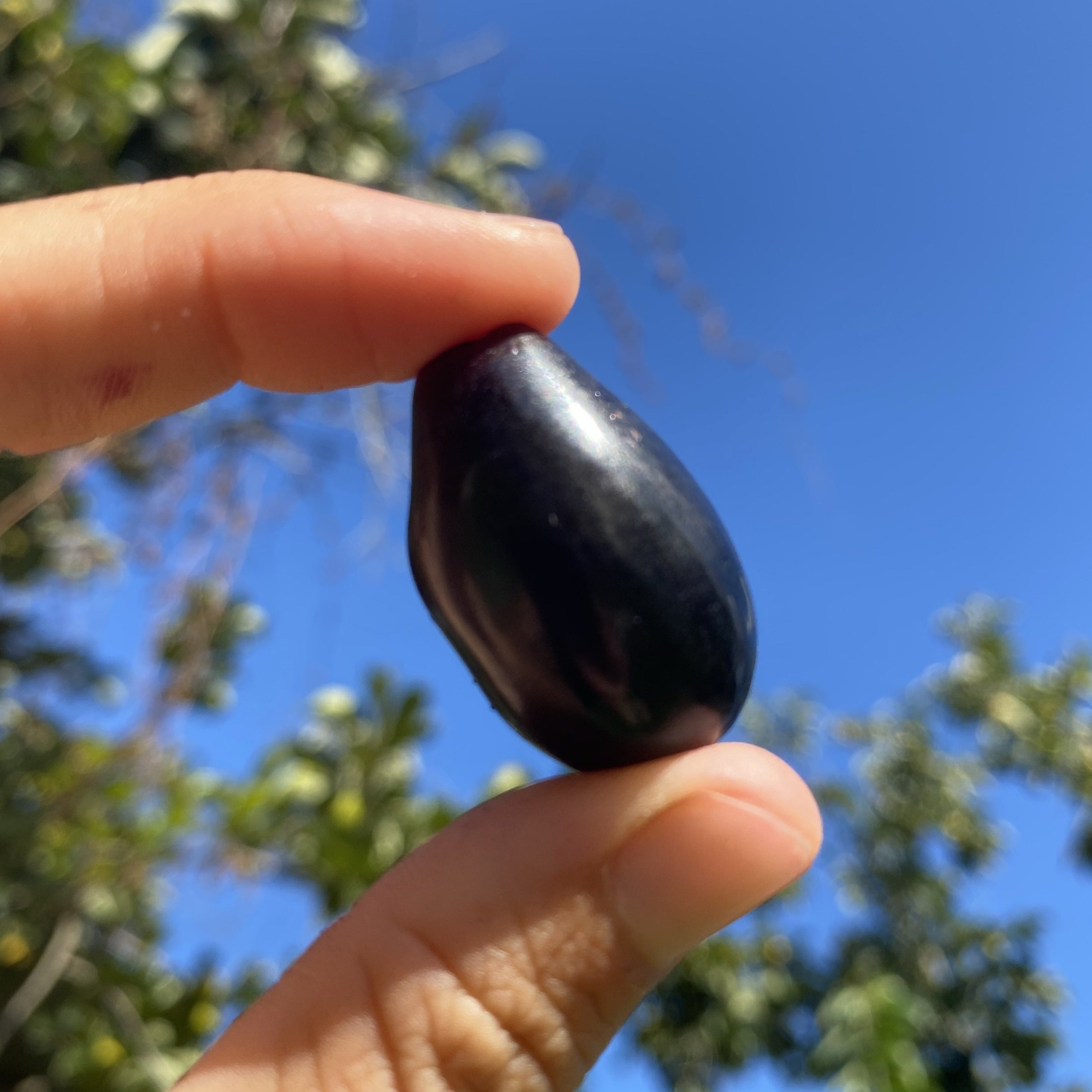 Jamun (Java Plum) – Miami Fruit