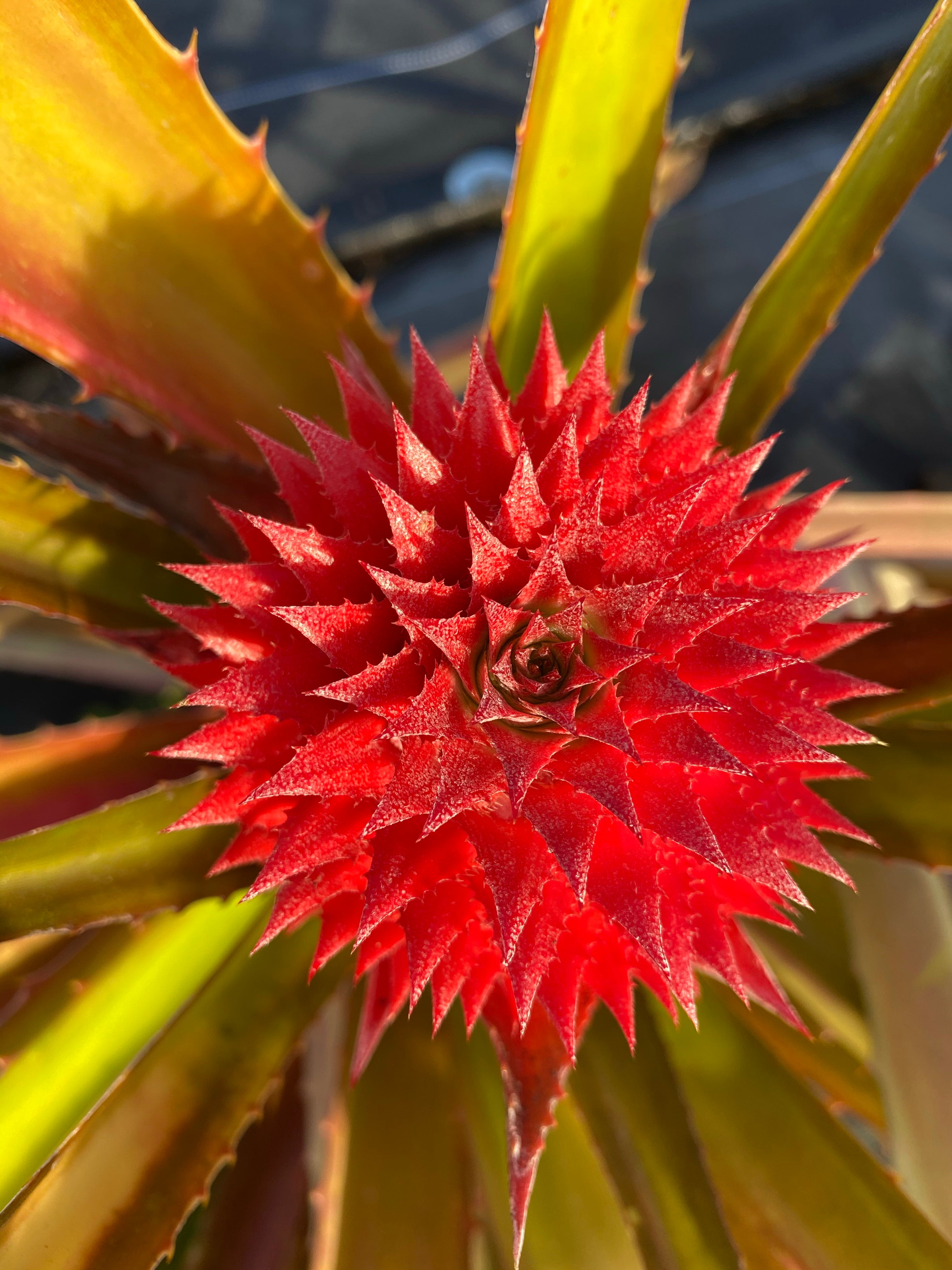 Red Pineapple Plant – Miami Fruit