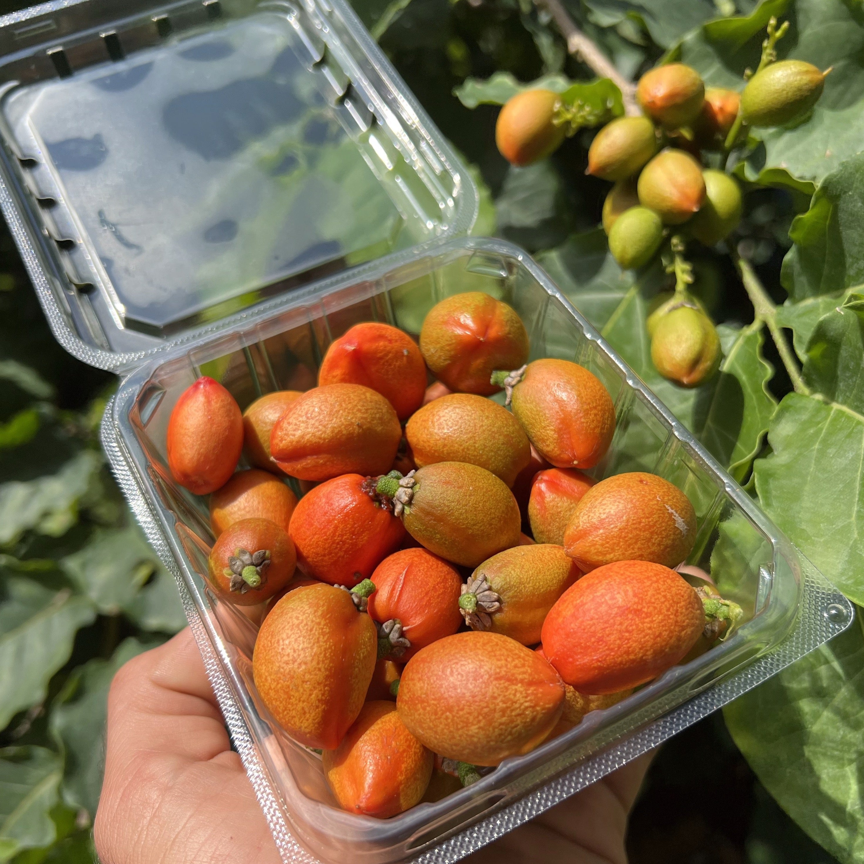 Peanut Butter Fruit *Pre-Order* – Miami Fruit