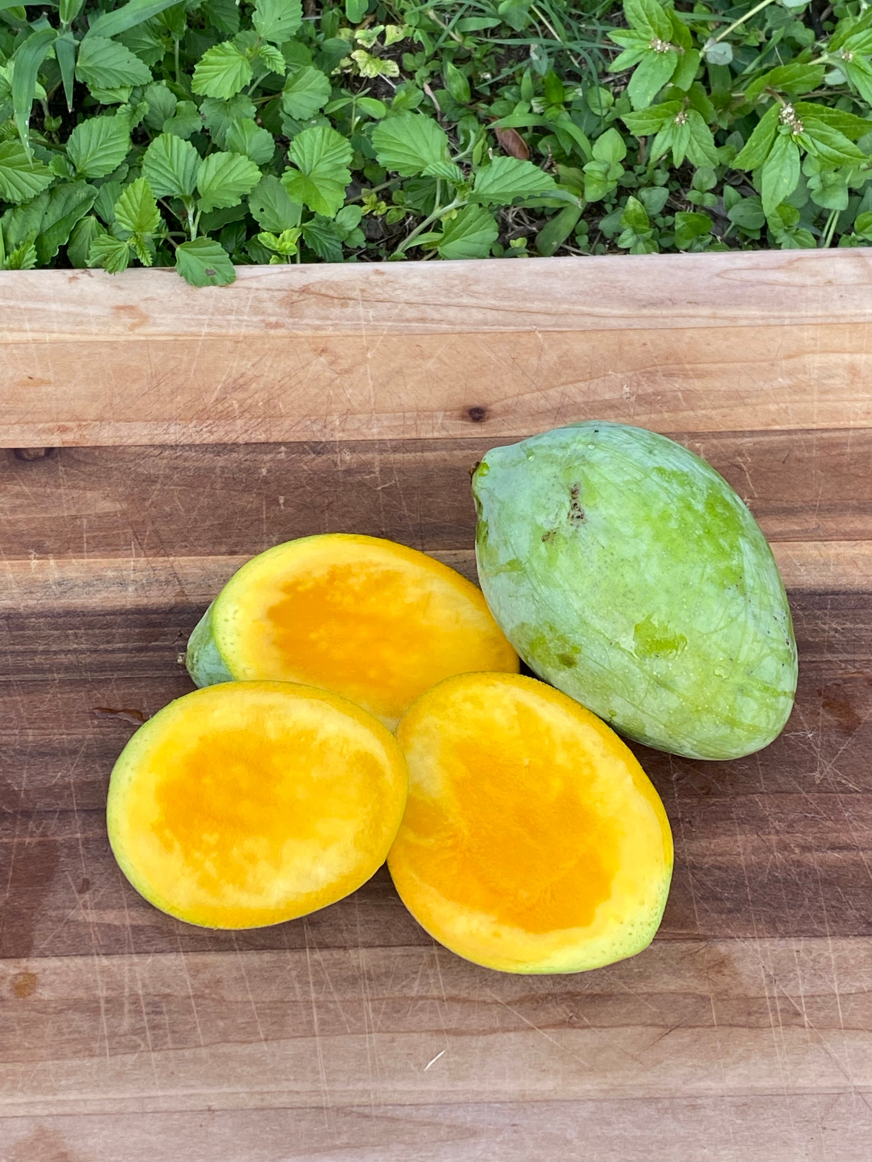 Sugarloaf Mango *Pre-Order* – Miami Fruit
