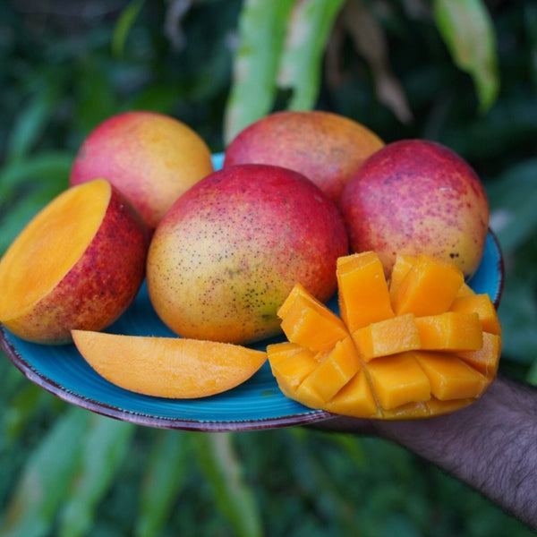 Mango - Buy Mango online from Miami Fruit
