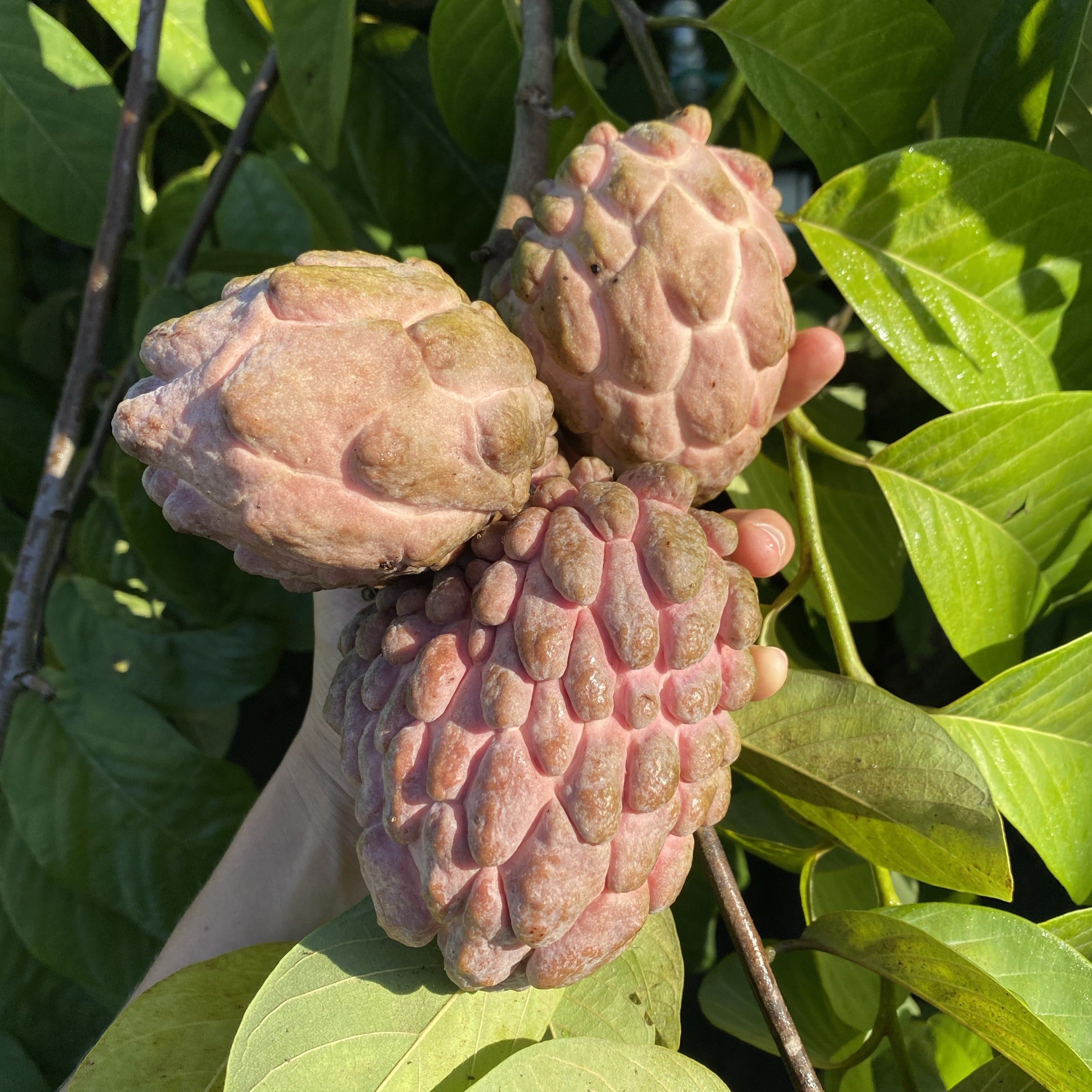 Lisa Atemoya *Pre-Order* – Miami Fruit