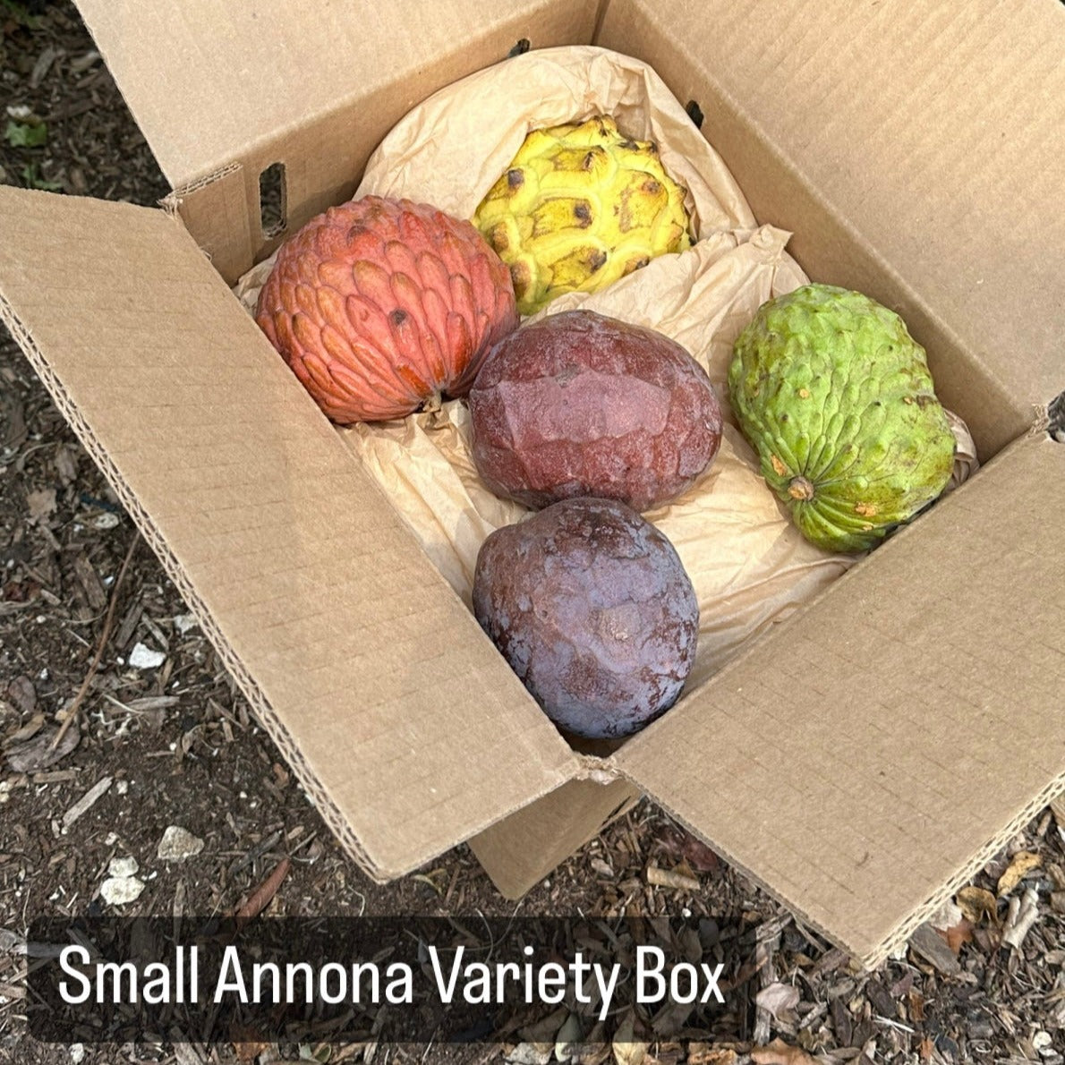Annona Variety Box *Pre-Order* – Miami Fruit