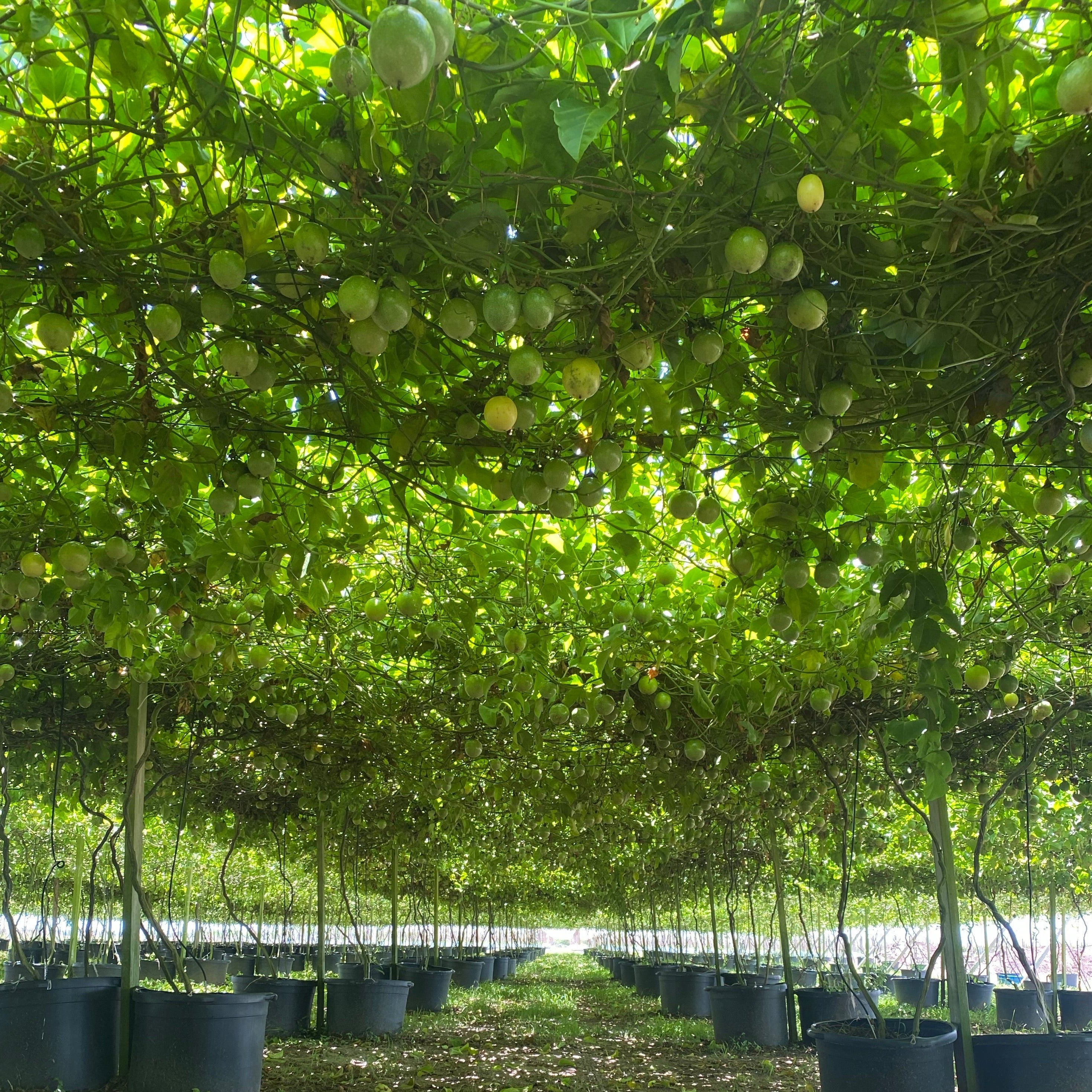 Golden Passionfruit (Lilikoi) *Pre-Order* – Miami Fruit