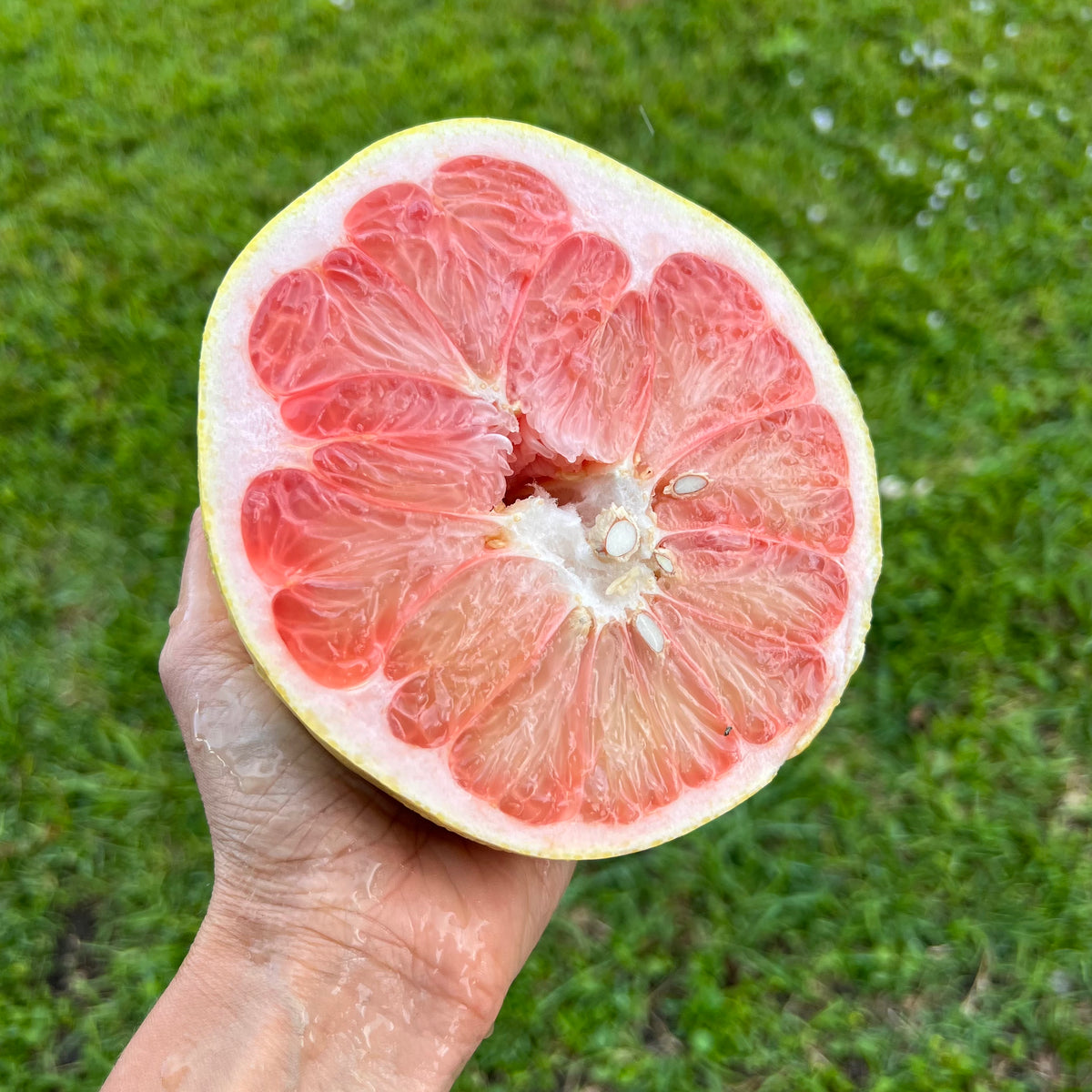 Pomelo Box – Miami Fruit