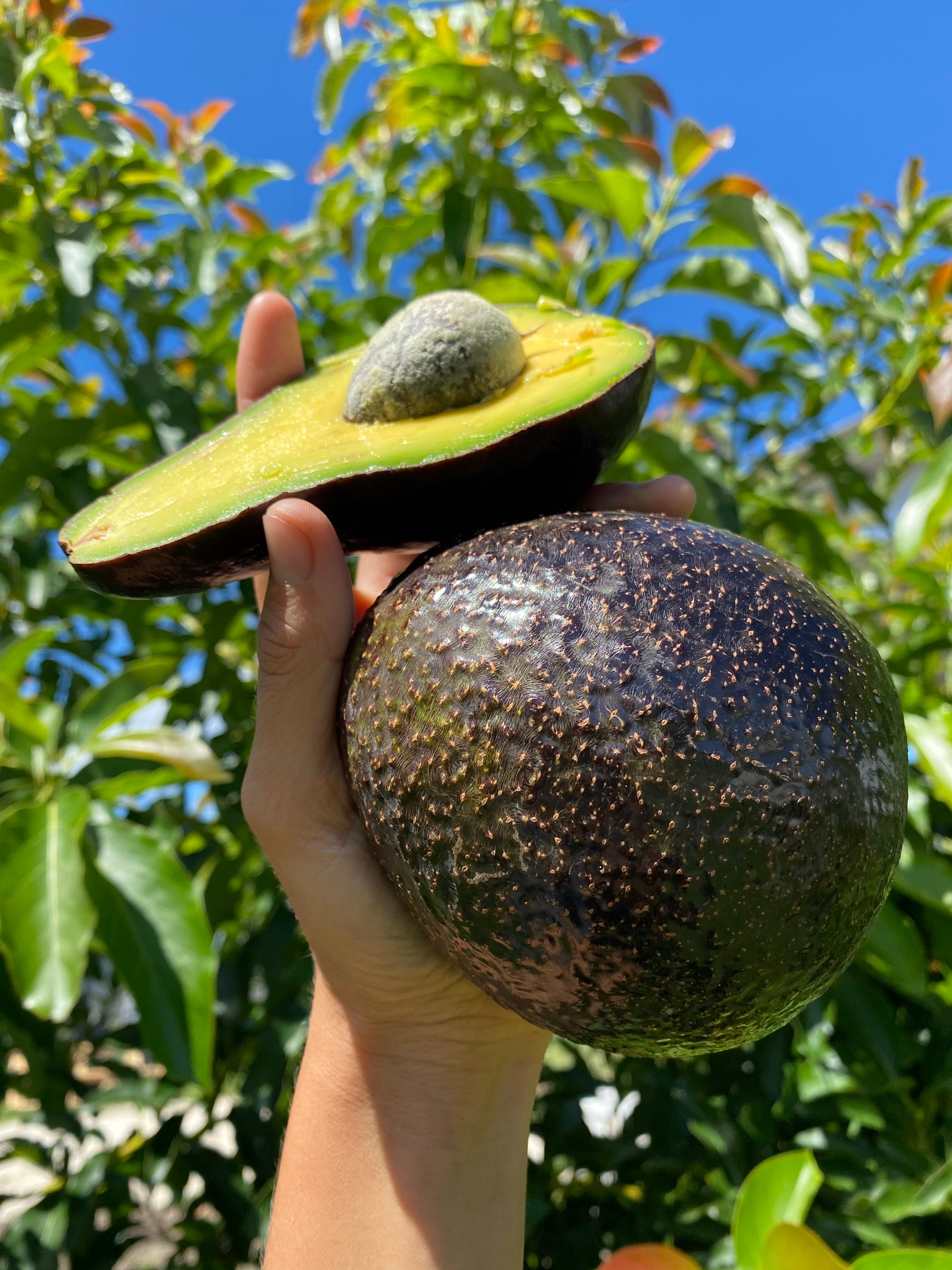 Avocado - Buy Rare Avocados online from Miami Fruit