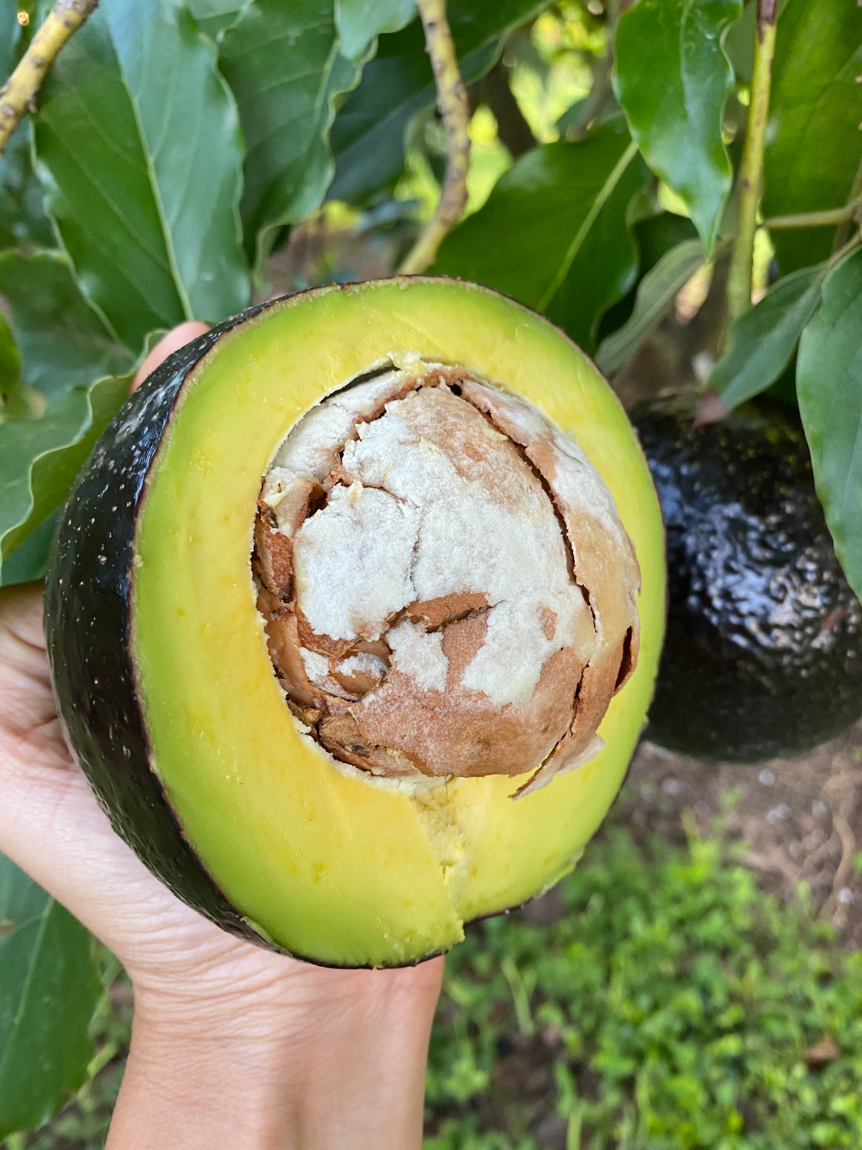 Avocado - Buy Rare Avocados online from Miami Fruit