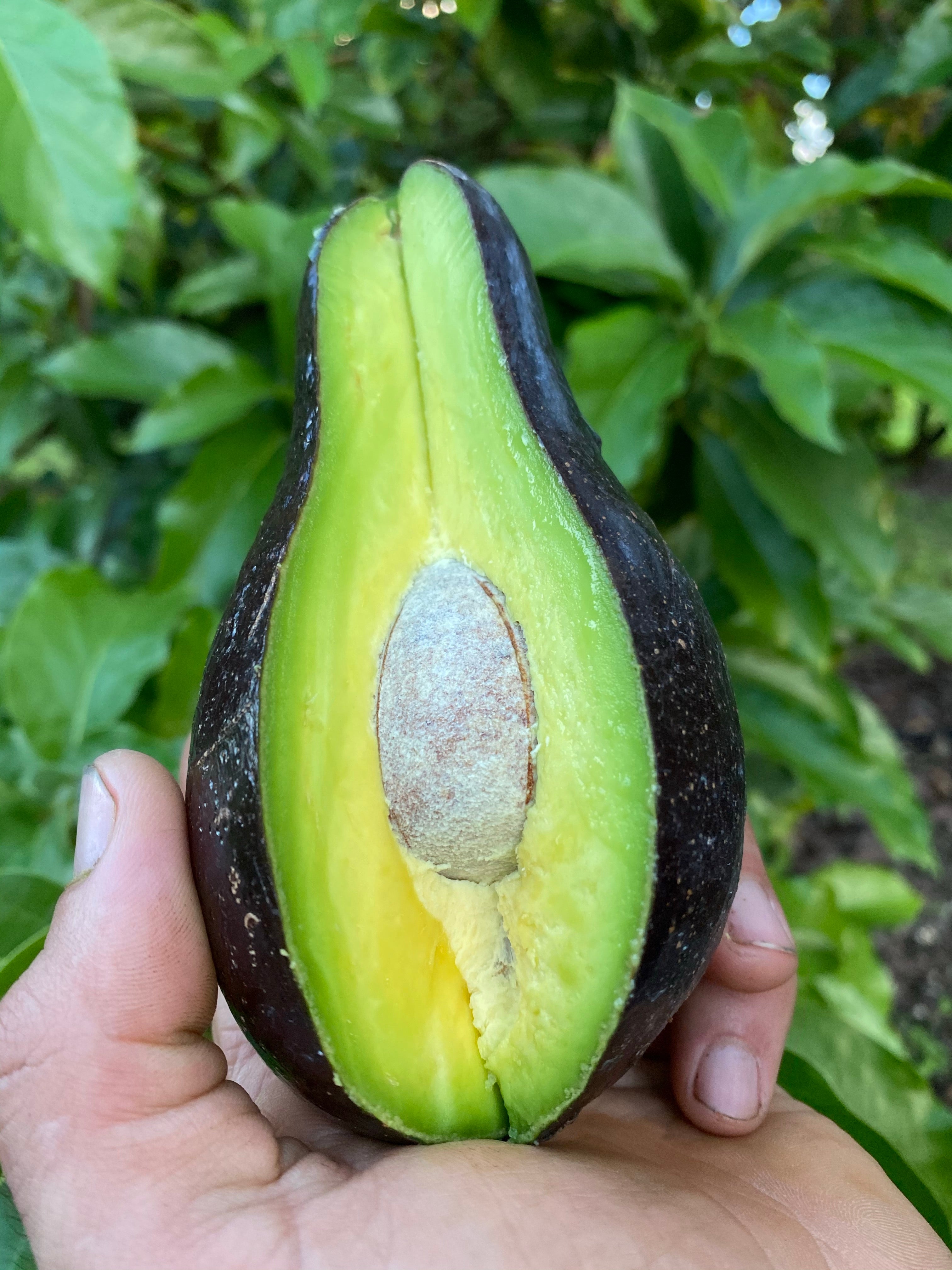 Avocado - Buy Rare Avocados online from Miami Fruit
