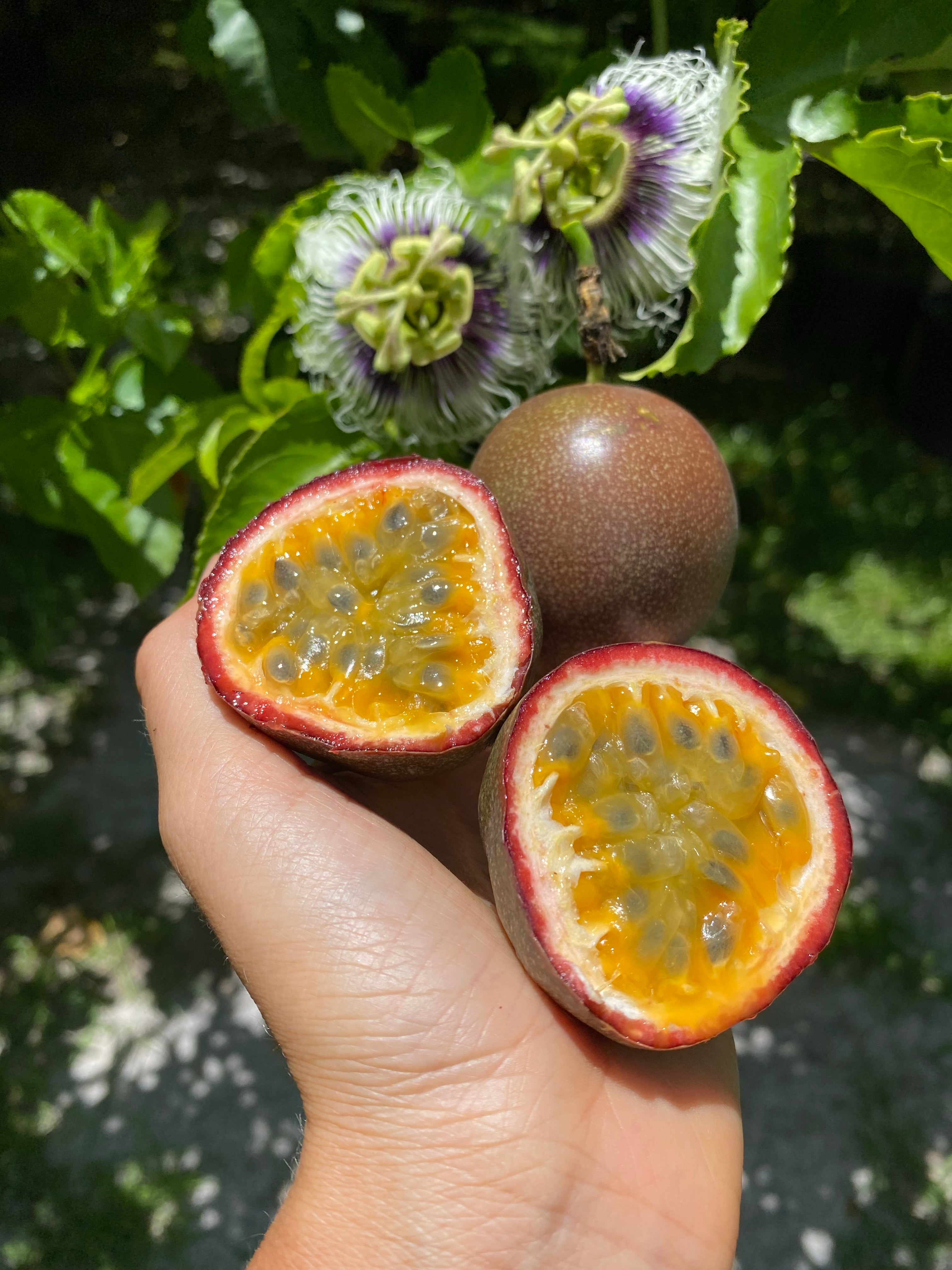 Purple/Pink Passionfruit (Lilikoi) *Pre-Order* – Miami Fruit