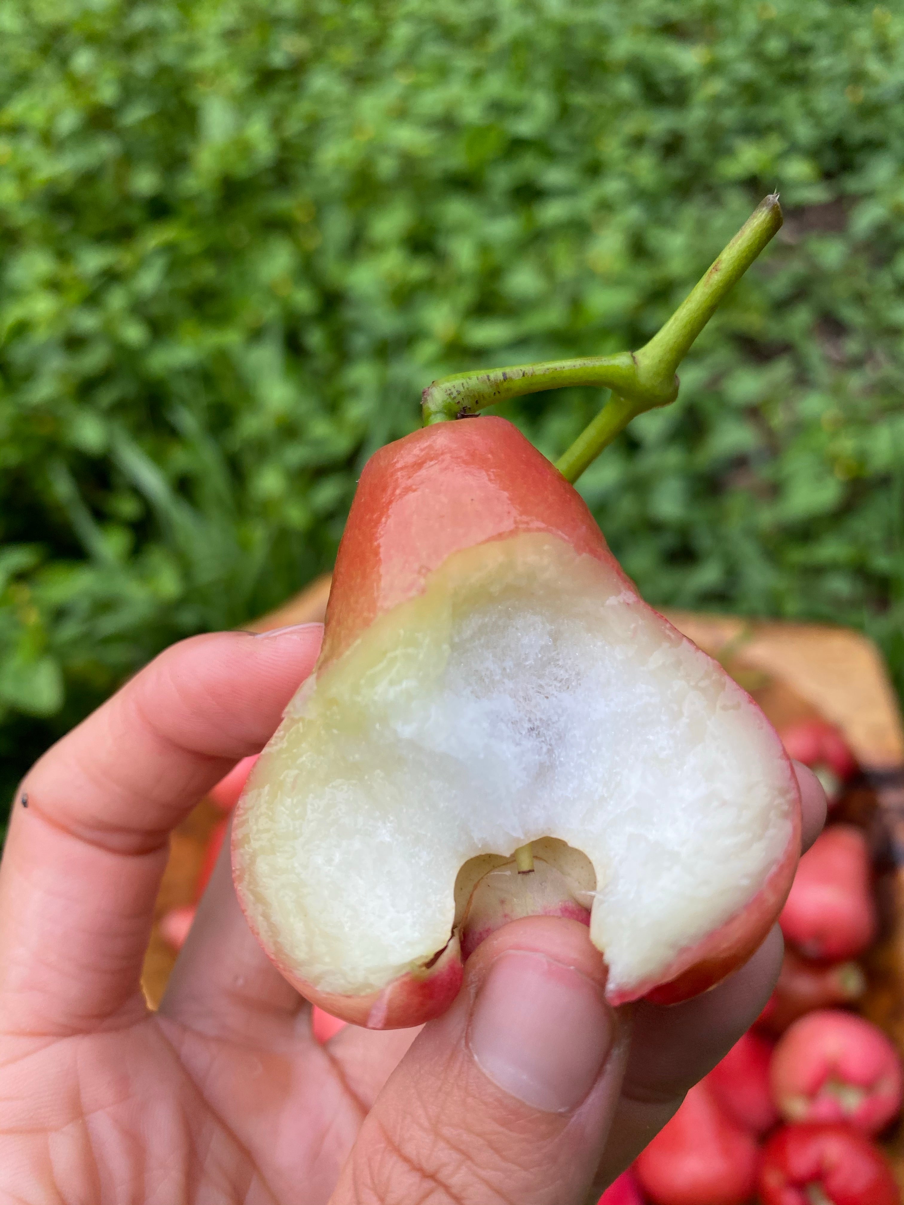 Wax Jambu *Pre-Order* – Miami Fruit