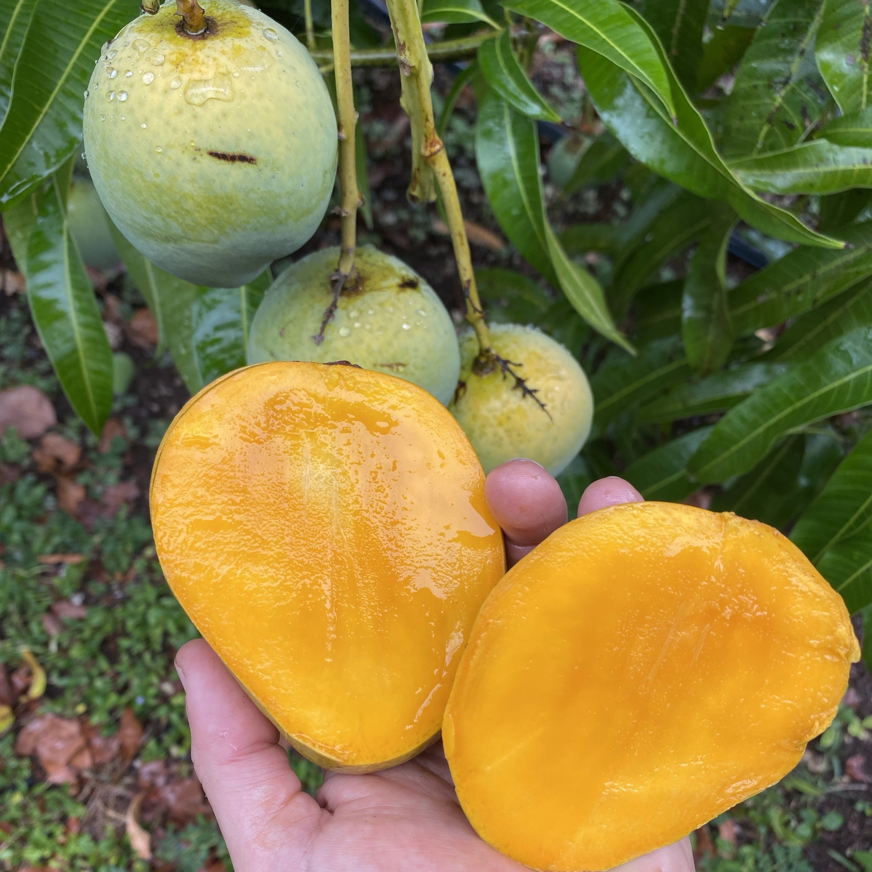 The "Fairchild" Mango *Pre-Order* – Miami Fruit