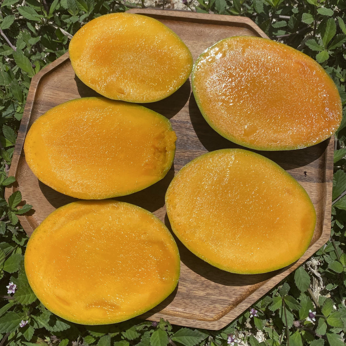 Carrie Mango *Pre-Order* – Miami Fruit