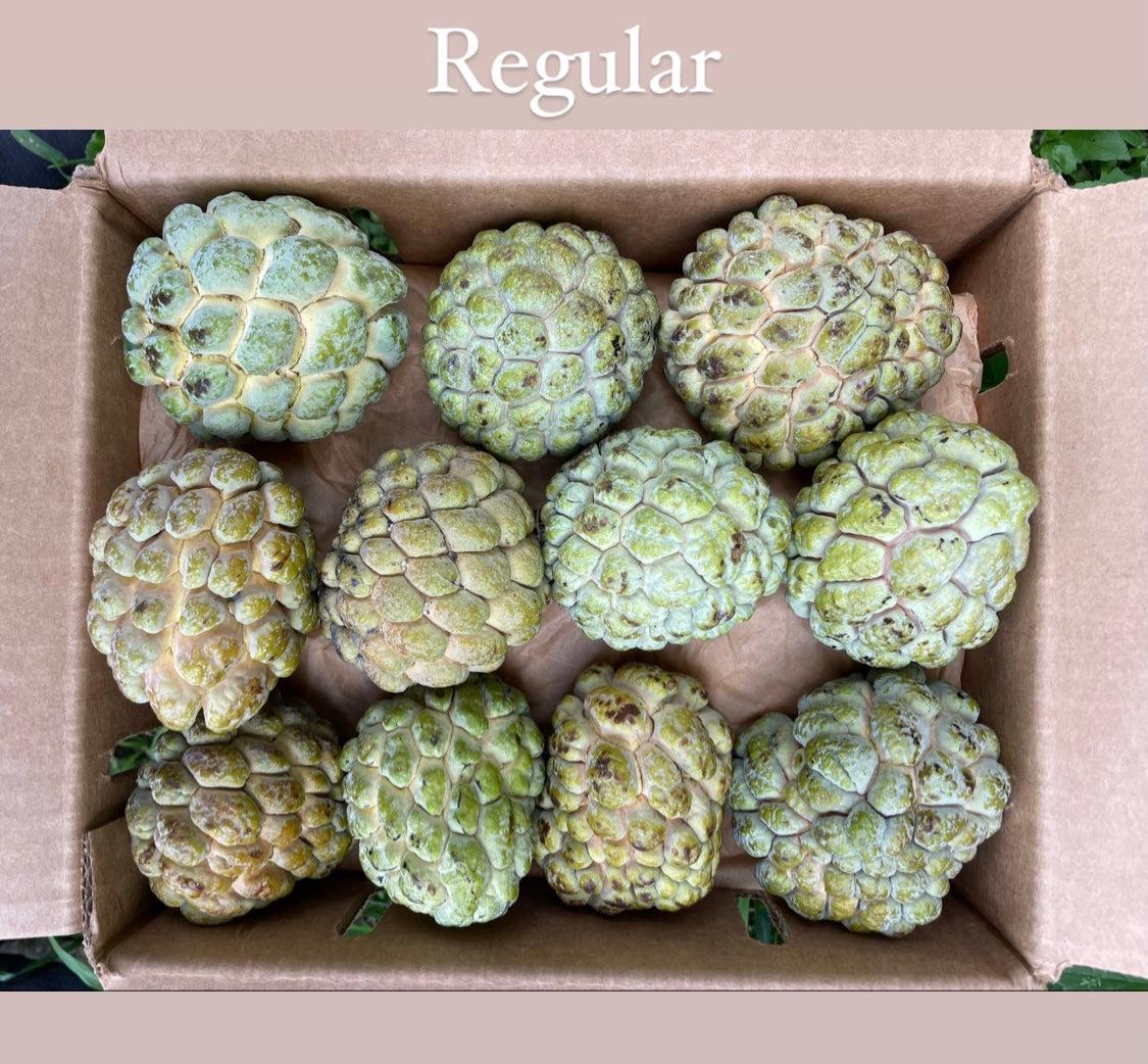 Sugar Apple (Sweetsop) *Pre-Order* – Miami Fruit