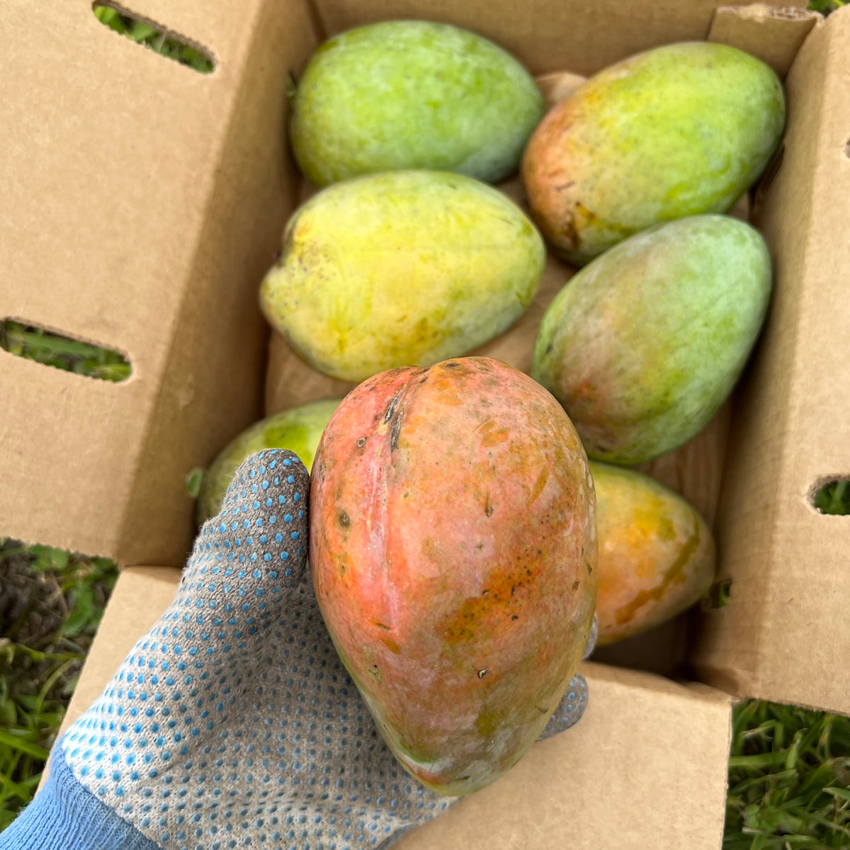 Mango - Buy USA Grown Mango Online from Miami Fruit