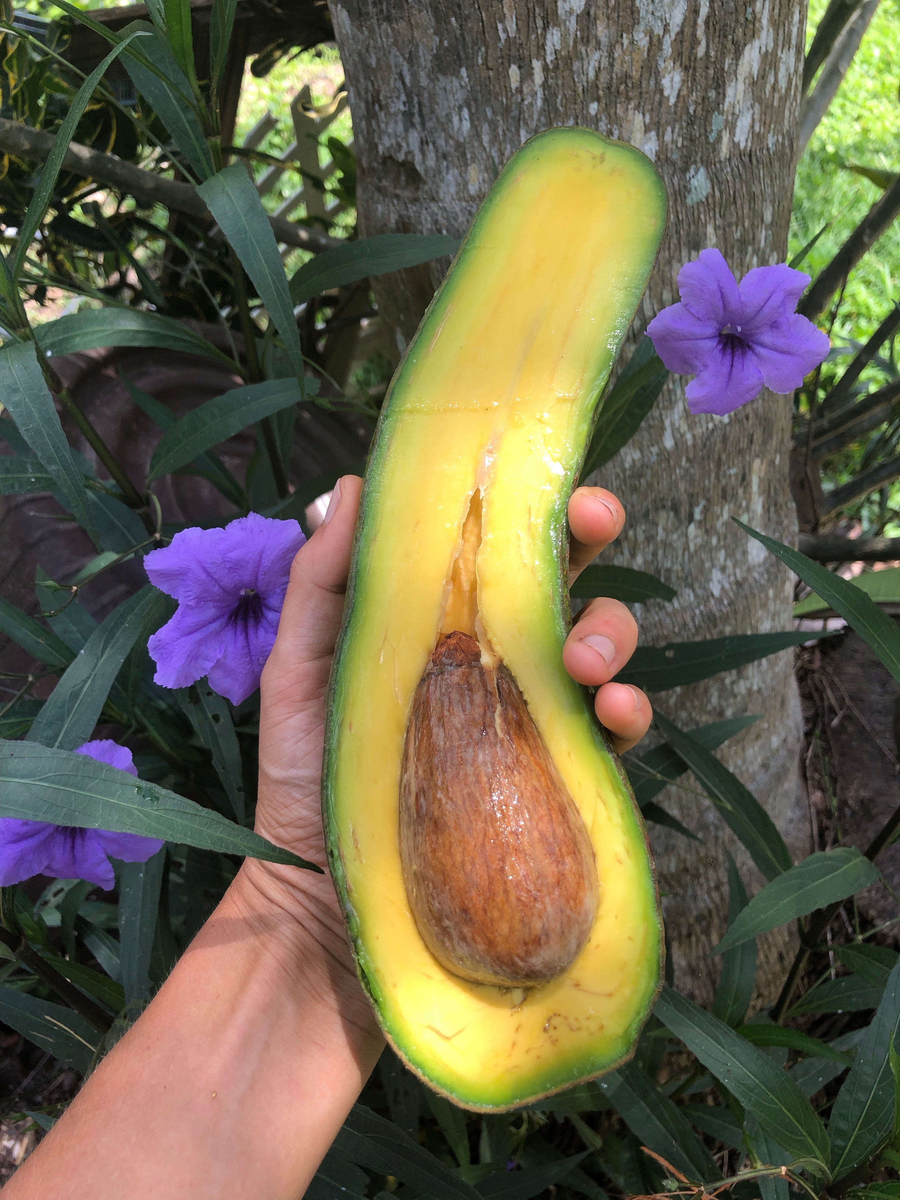 Avocado - Buy Rare Avocados online from Miami Fruit