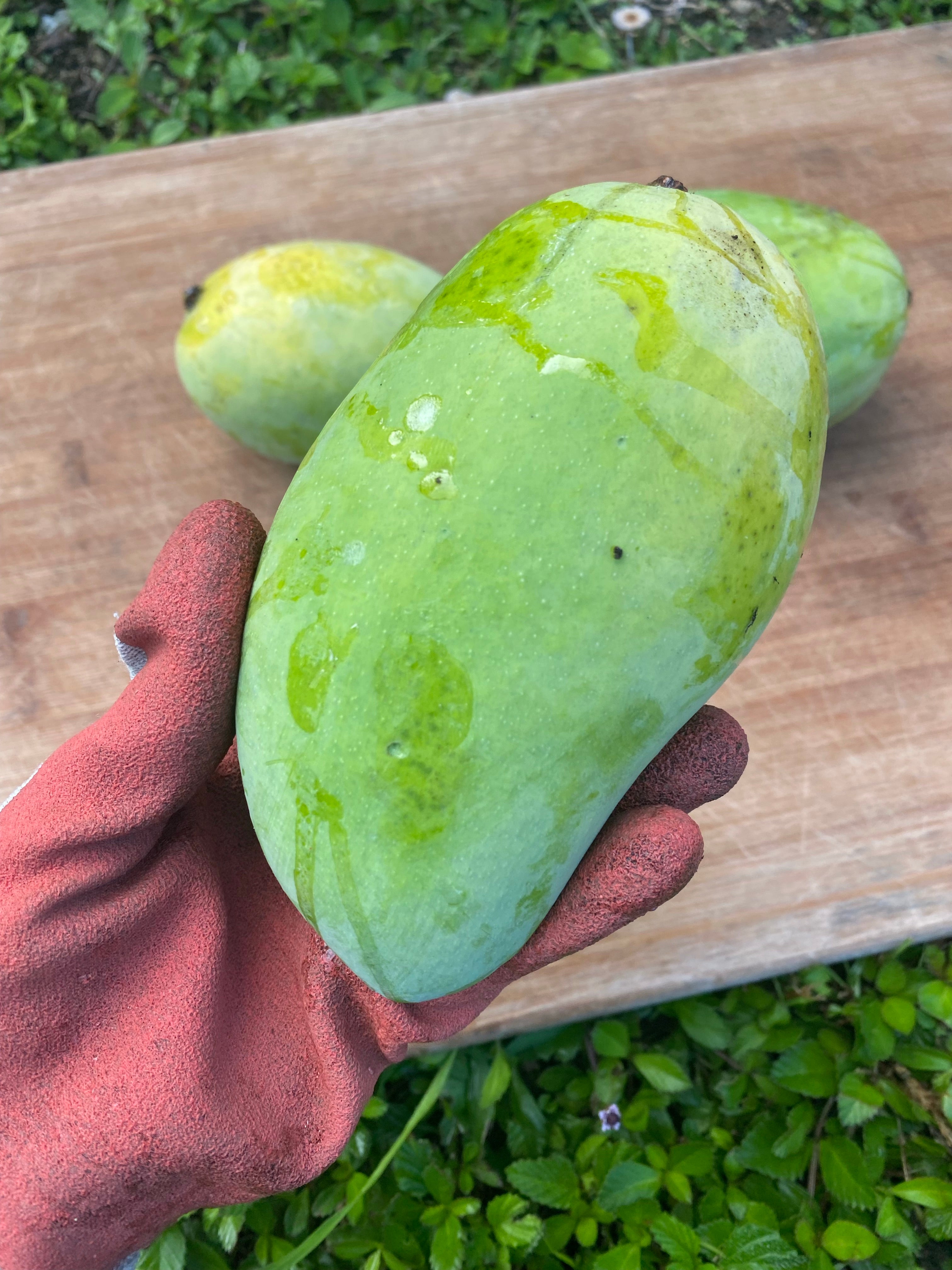 Lemon Zest Mango *Pre-Order* – Miami Fruit