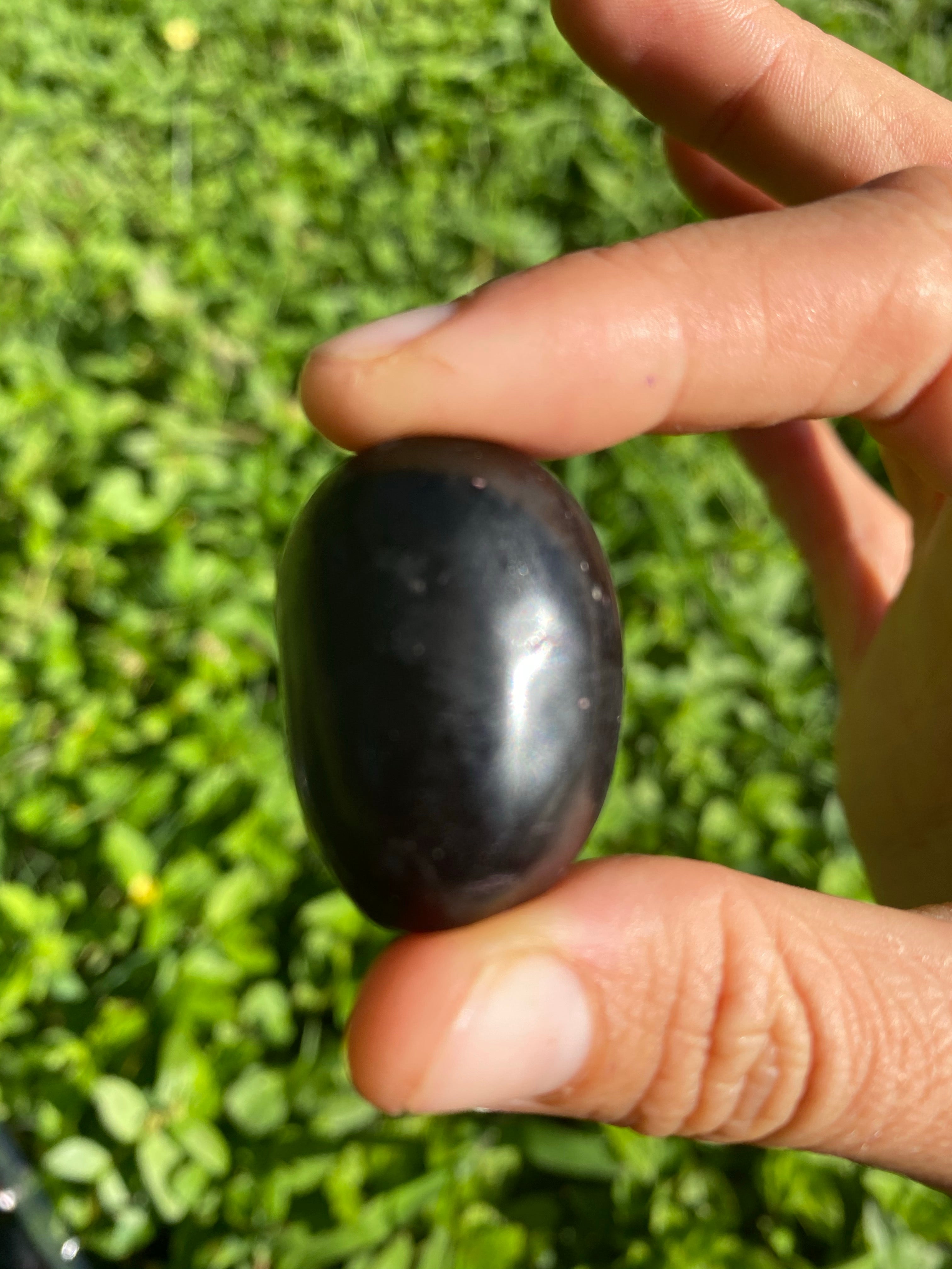 Jamun (Java Plum) *Pre-Order* – Miami Fruit