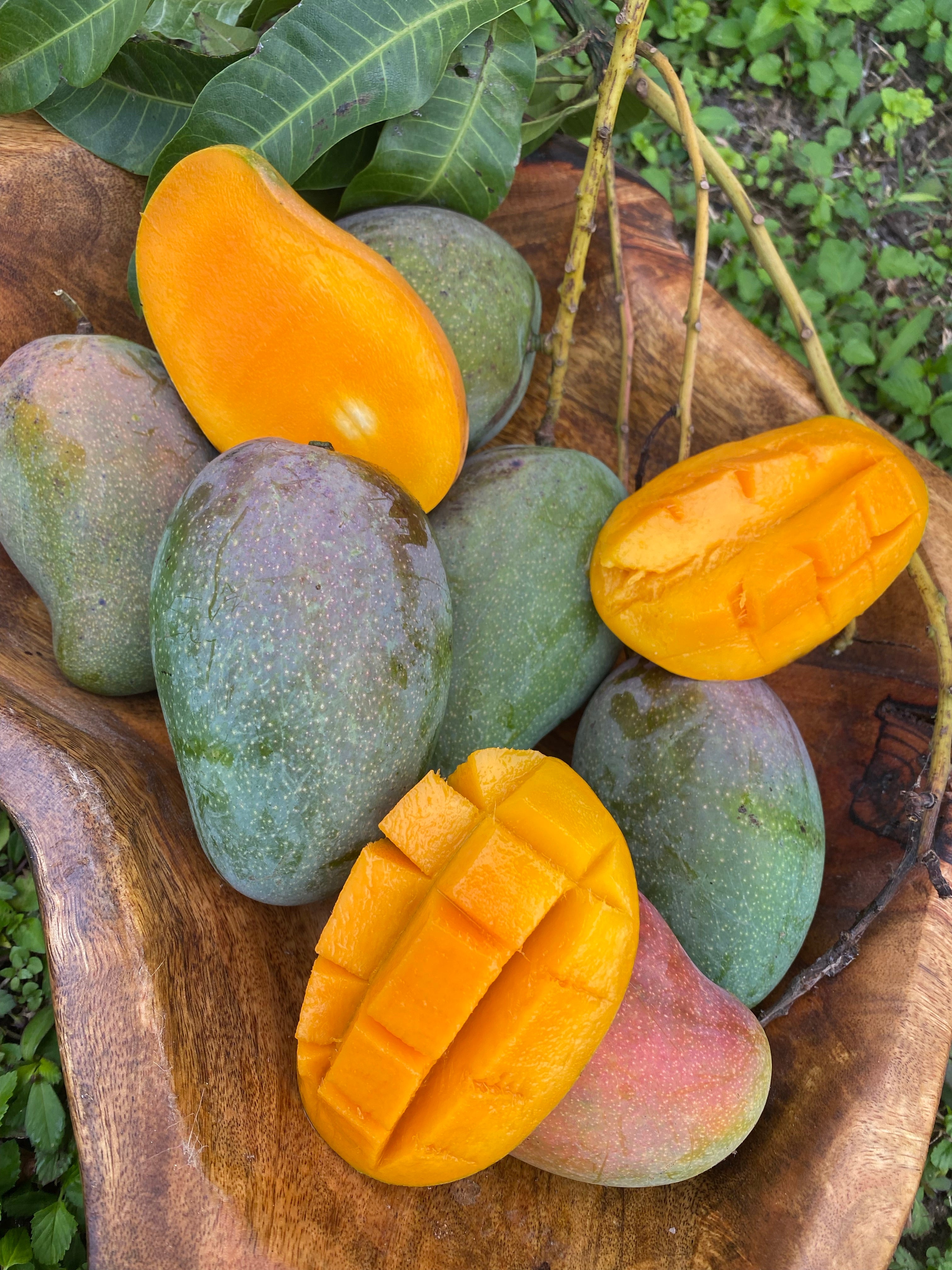 East Indian Mango *Pre-Order* – Miami Fruit
