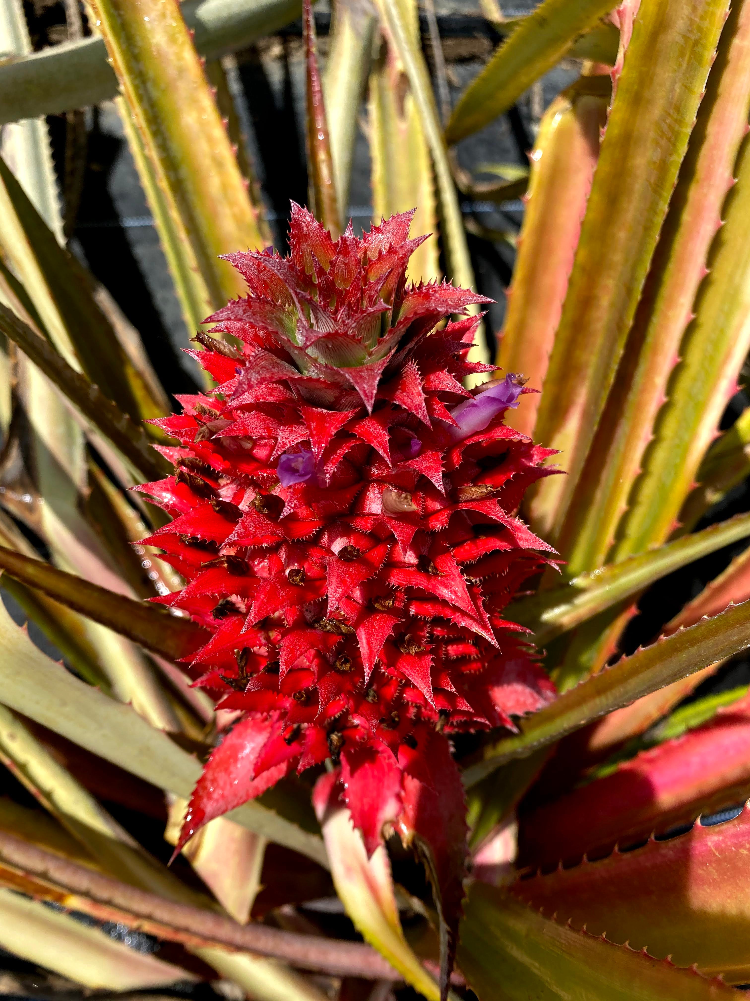 Red Pineapple Plant – Miami Fruit