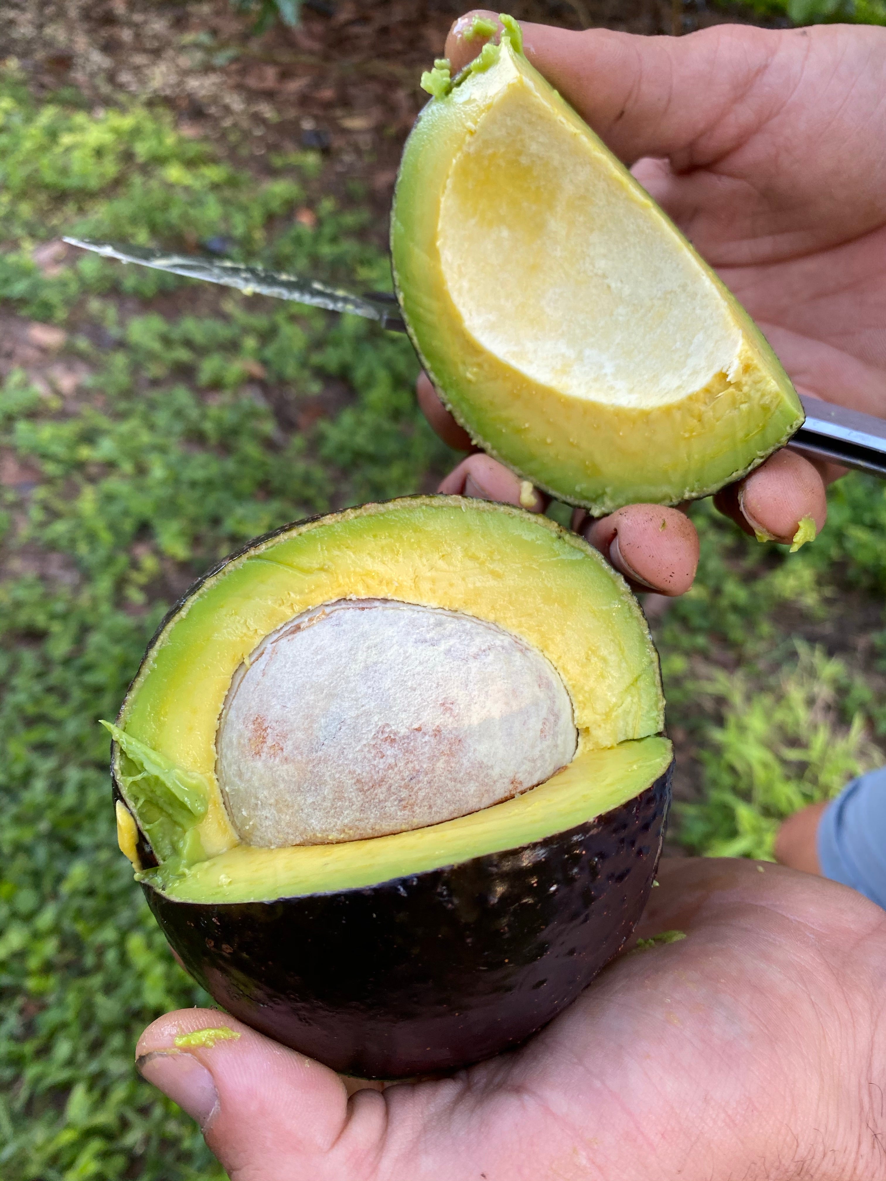 Avocado - Buy Rare Avocados online from Miami Fruit