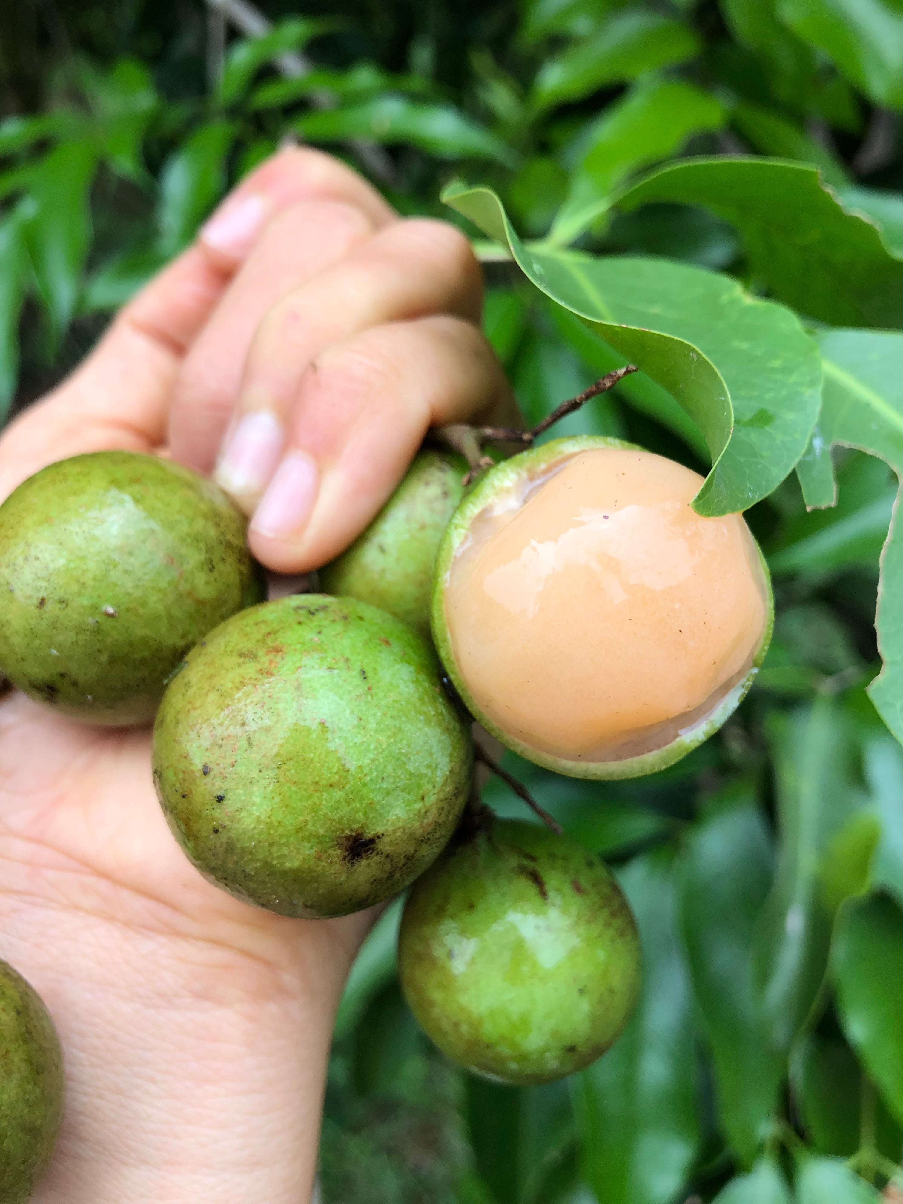 Mamoncillo (Guinep) *Pre-Order* – Miami Fruit