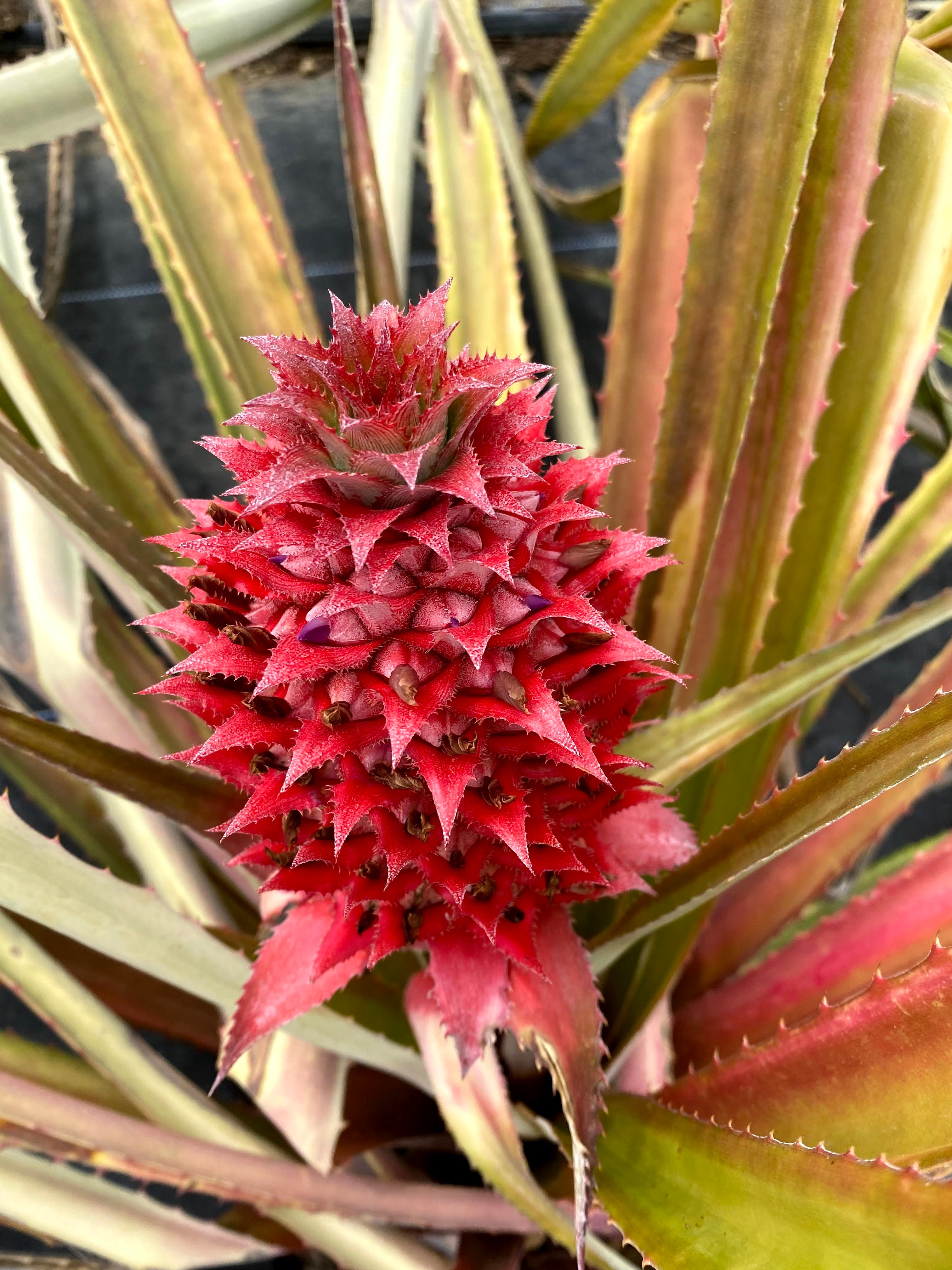 Red Pineapple Plant – Miami Fruit