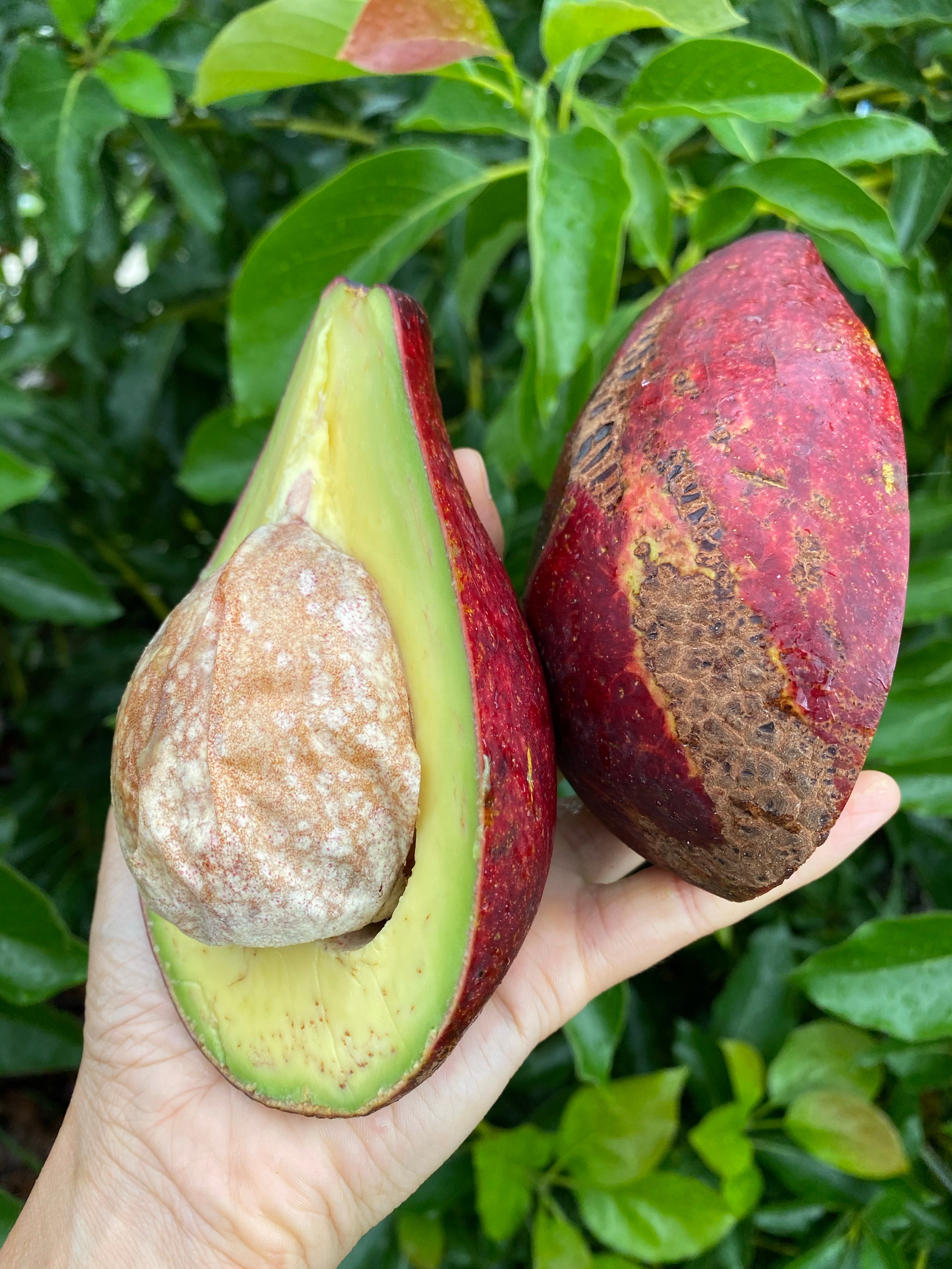 Avocado - Buy Rare Avocados online from Miami Fruit