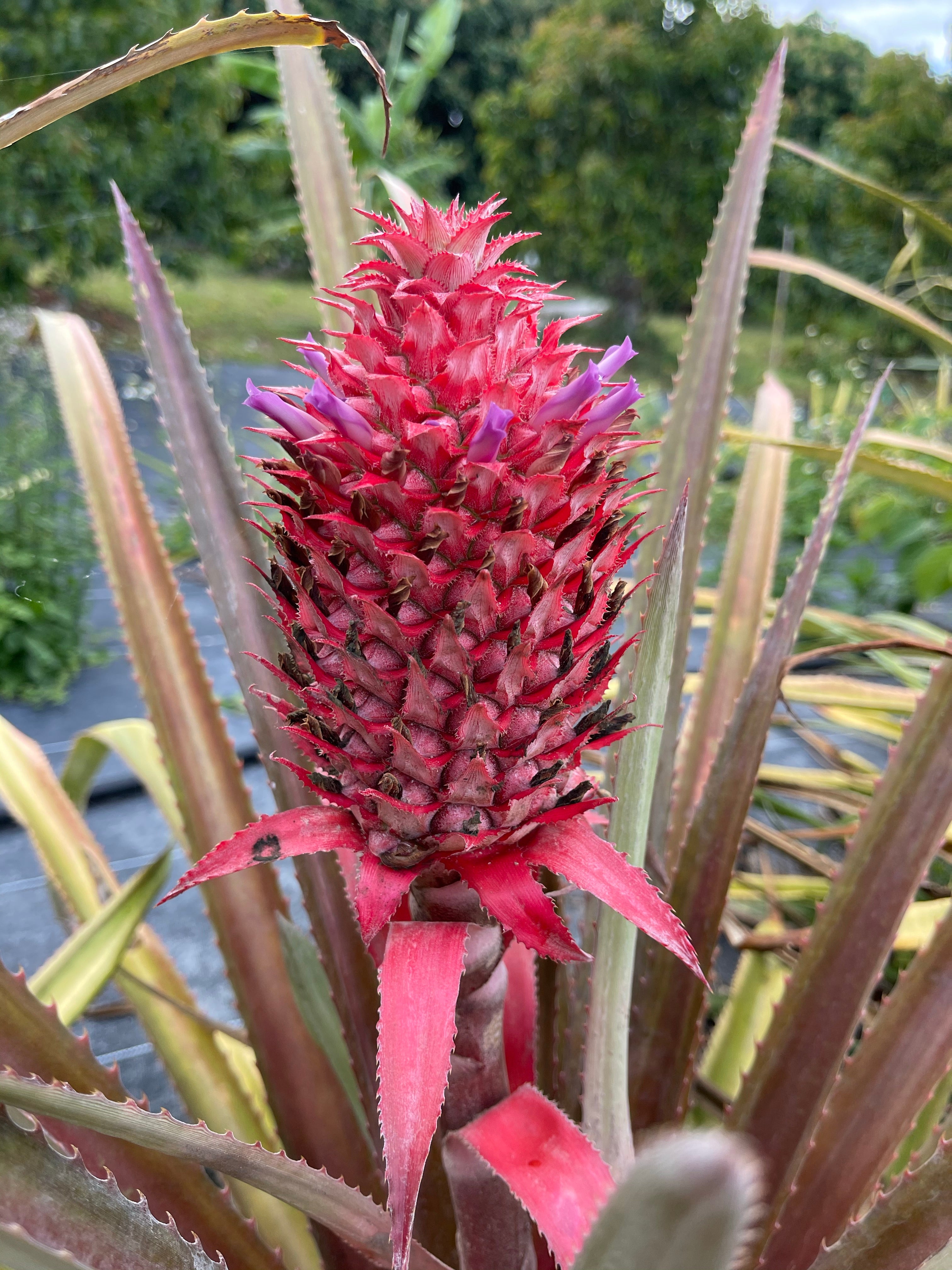 Red Pineapple Plant – Miami Fruit