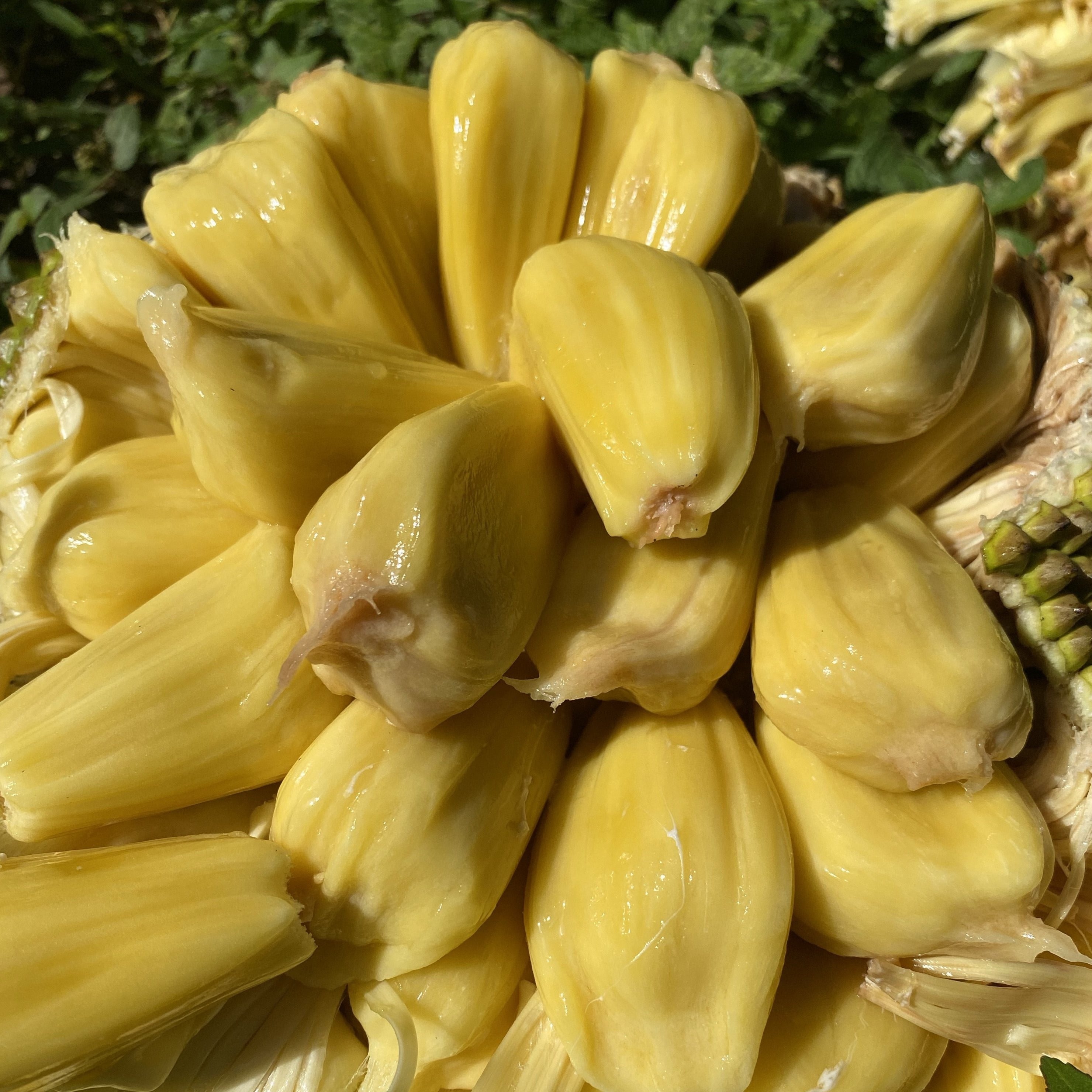 Jackfruit - Buy fresh Jackfruit online from Miami Fruit