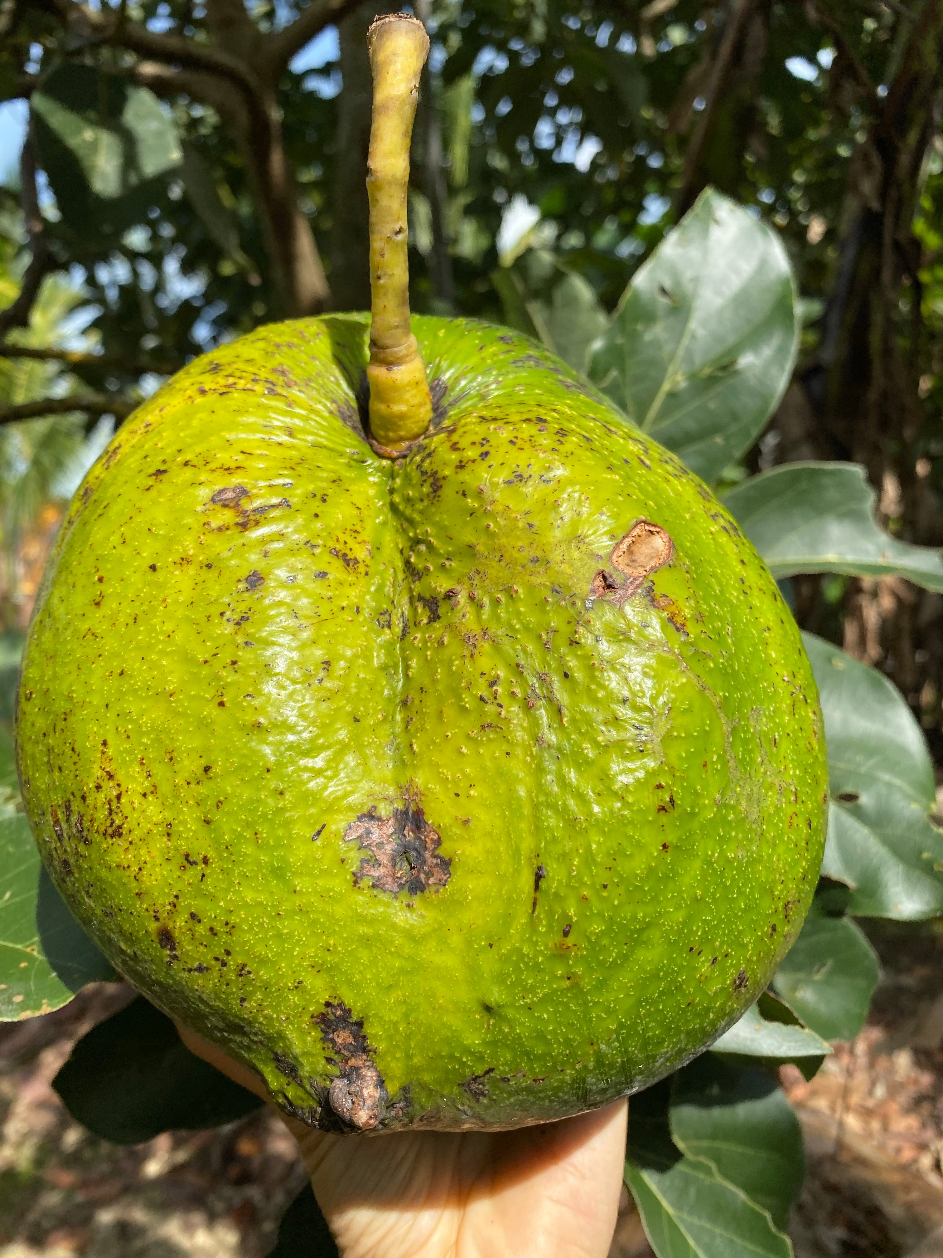 Marcus Pumpkin Avocado *Pre-Order* – Miami Fruit