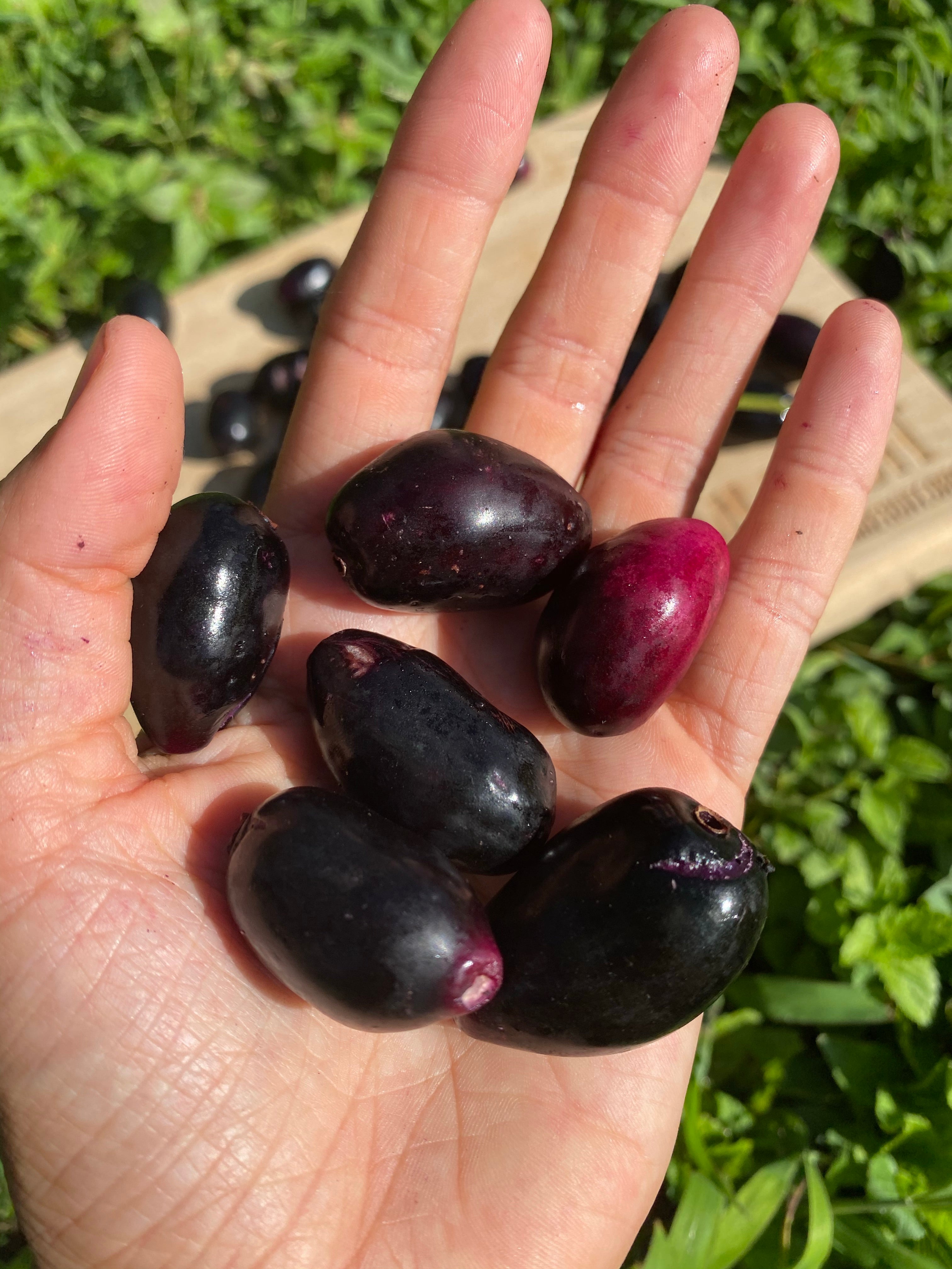 Jamun (Java Plum) *Pre-Order* – Miami Fruit