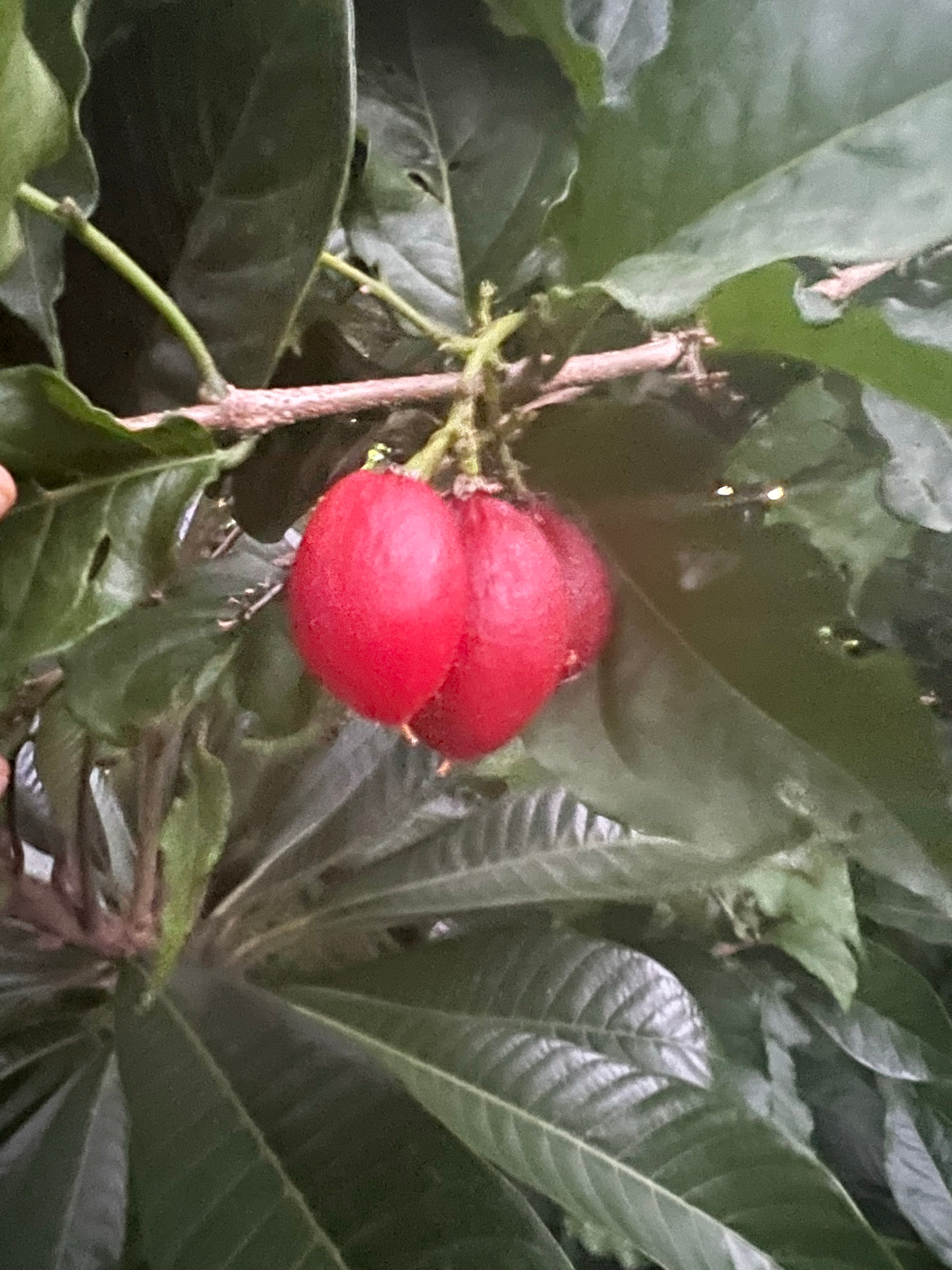 Peanut Butter Fruit *Pre-Order* – Miami Fruit