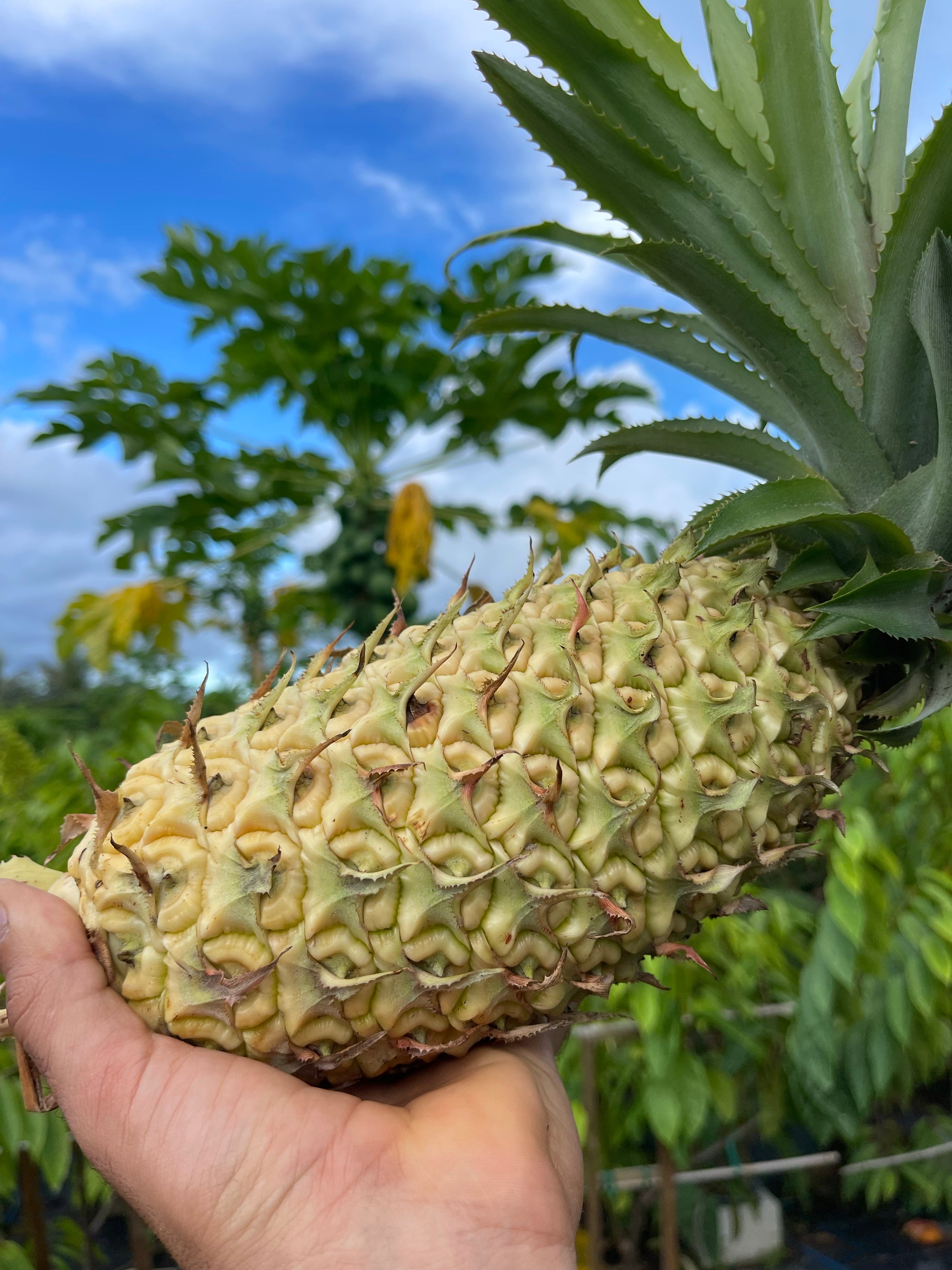 Red Pineapple Plant – Miami Fruit