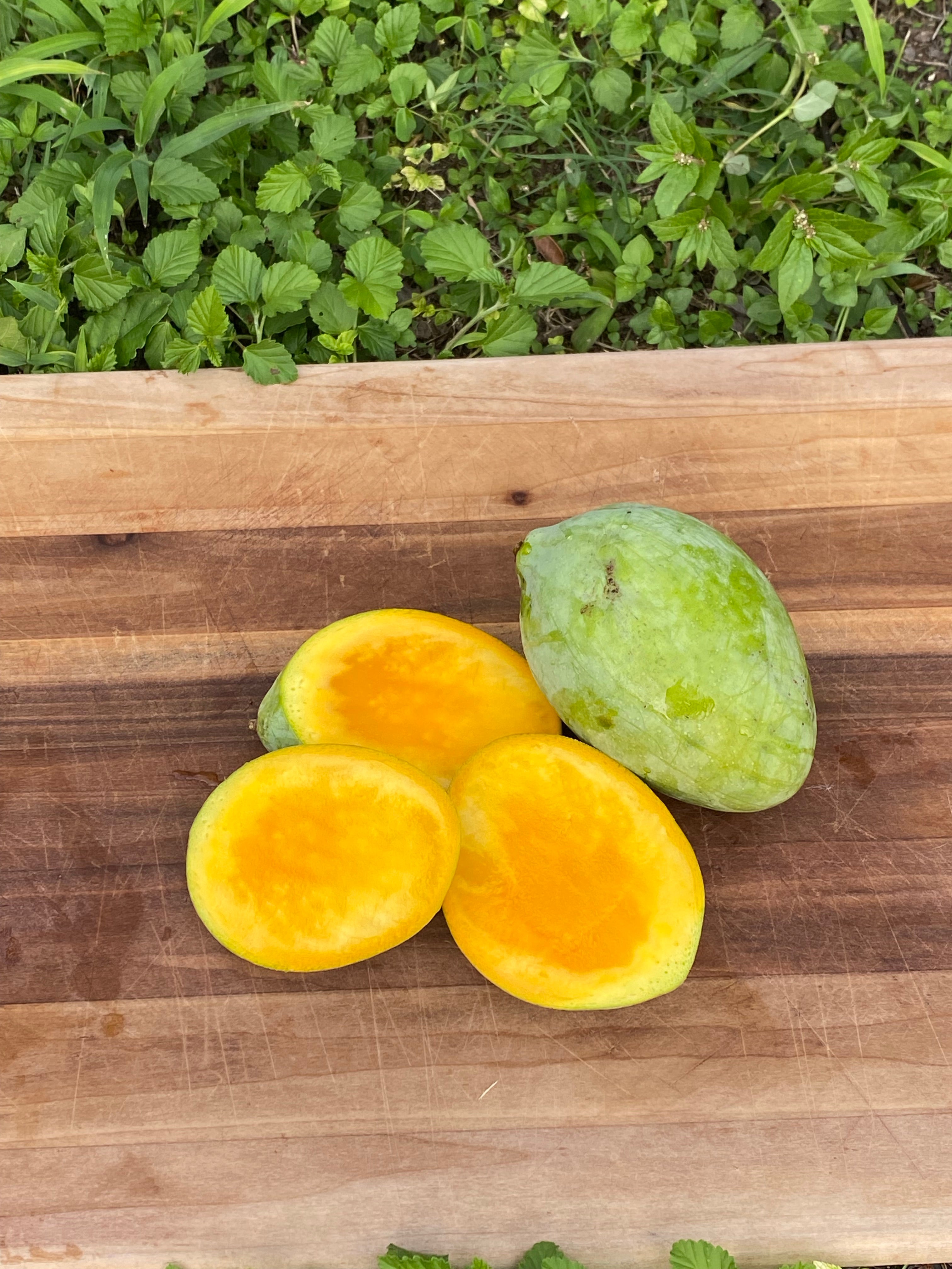 Sugarloaf Mango *Pre-Order* – Miami Fruit