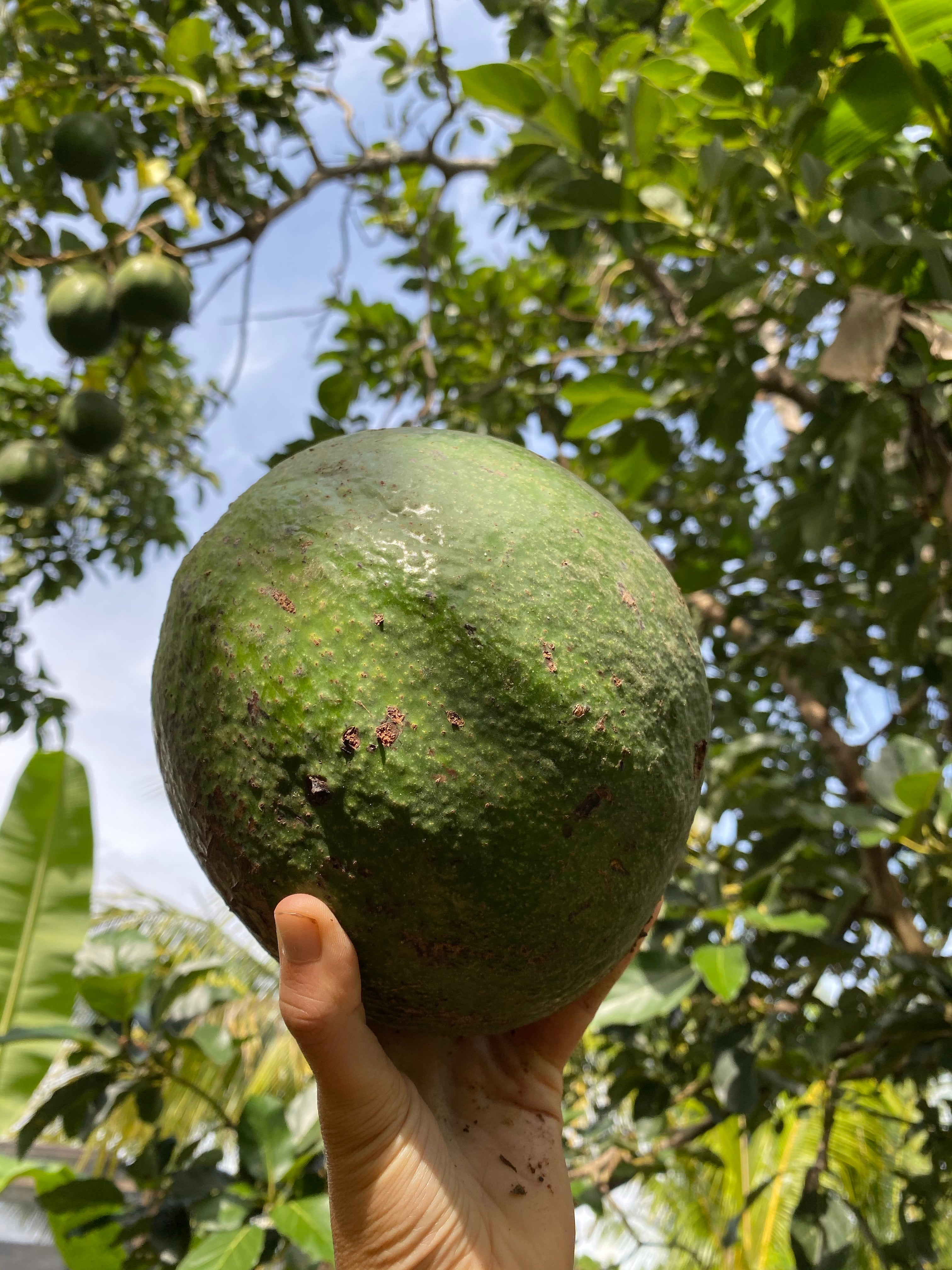 Marcus Pumpkin Avocado *Pre-Order* – Miami Fruit