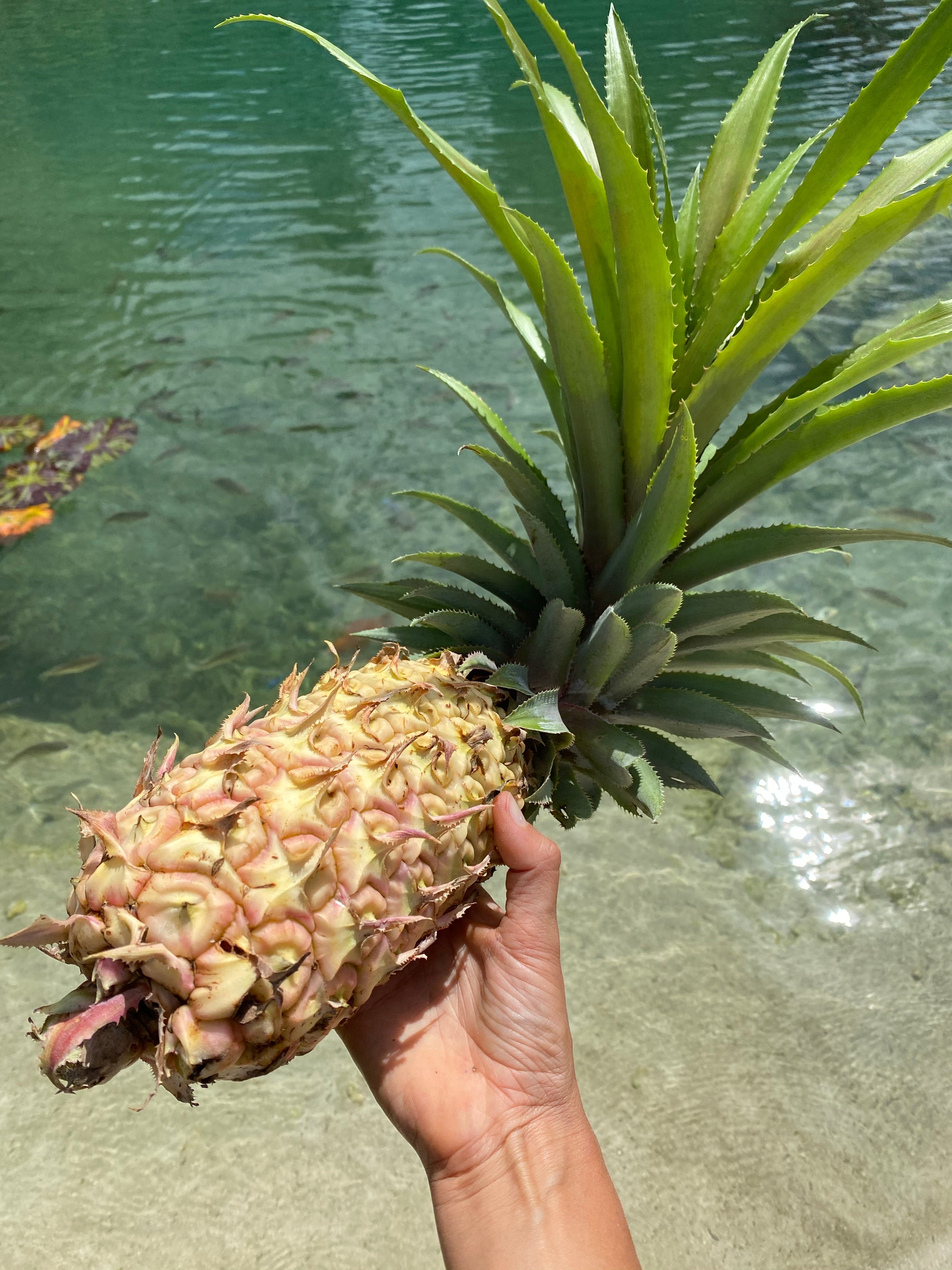 Red Pineapple Plant – Miami Fruit