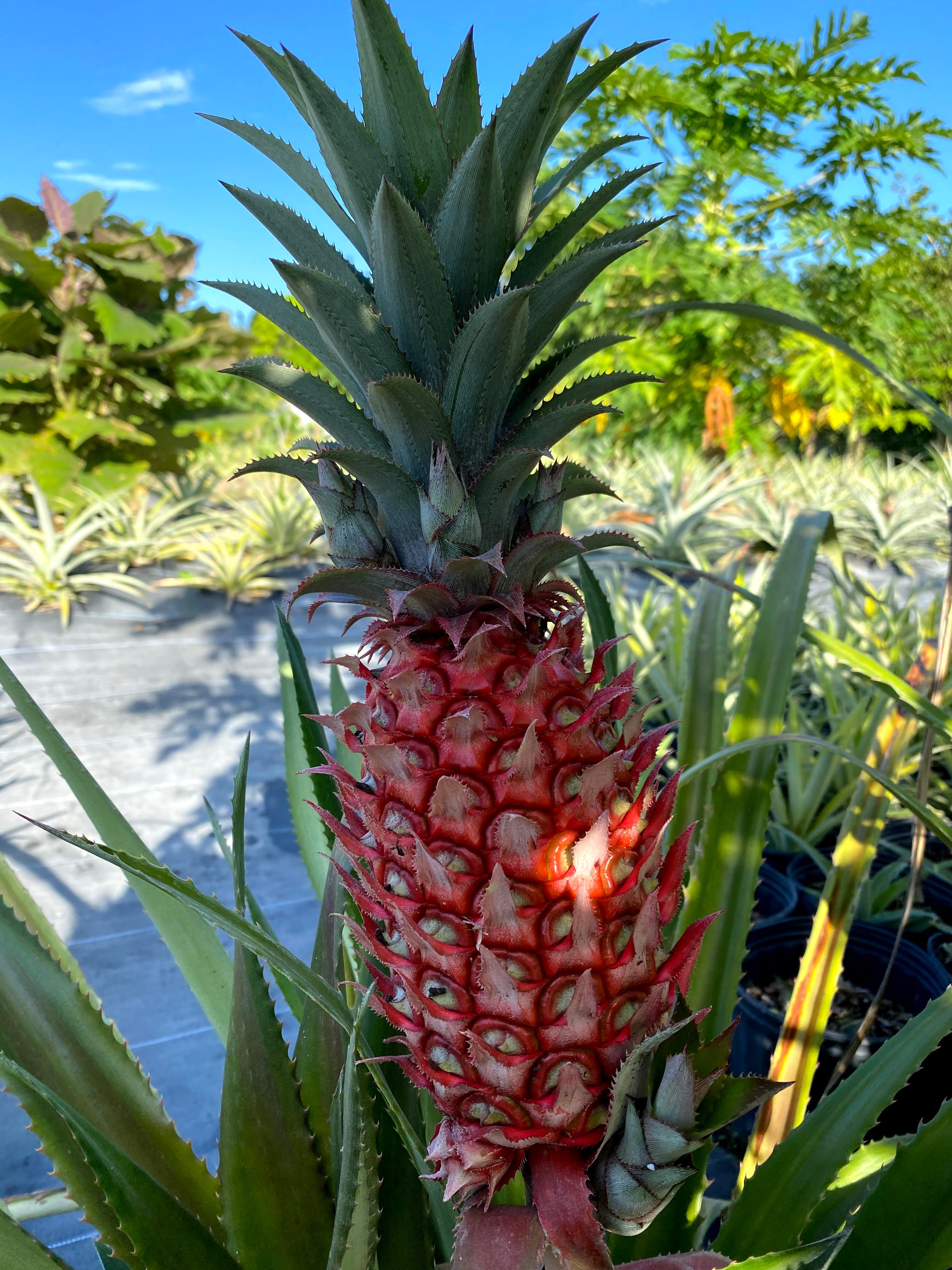 Red Pineapple Plant – Miami Fruit
