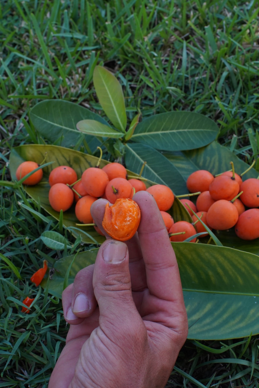 Imbe - African Mangosteen *Pre-Order* – Miami Fruit